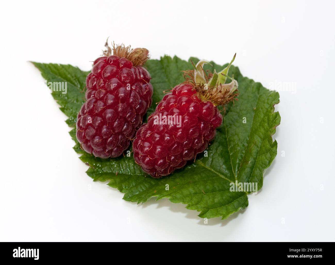 Tayberry fruits in a close-up Stock Photo - Alamy