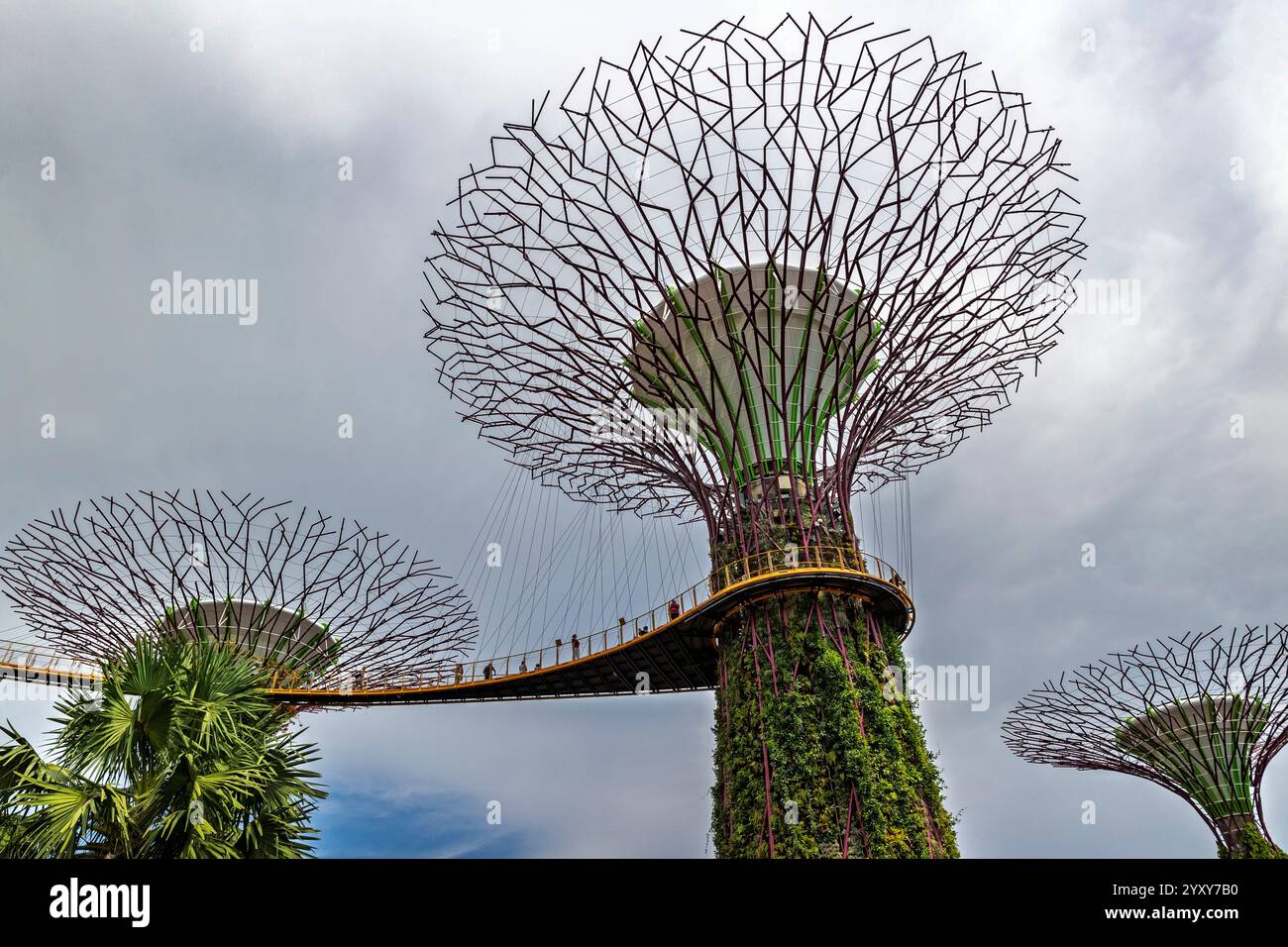 Skywalk Experience and Supertree Observatory, Gardens by the Bay ...