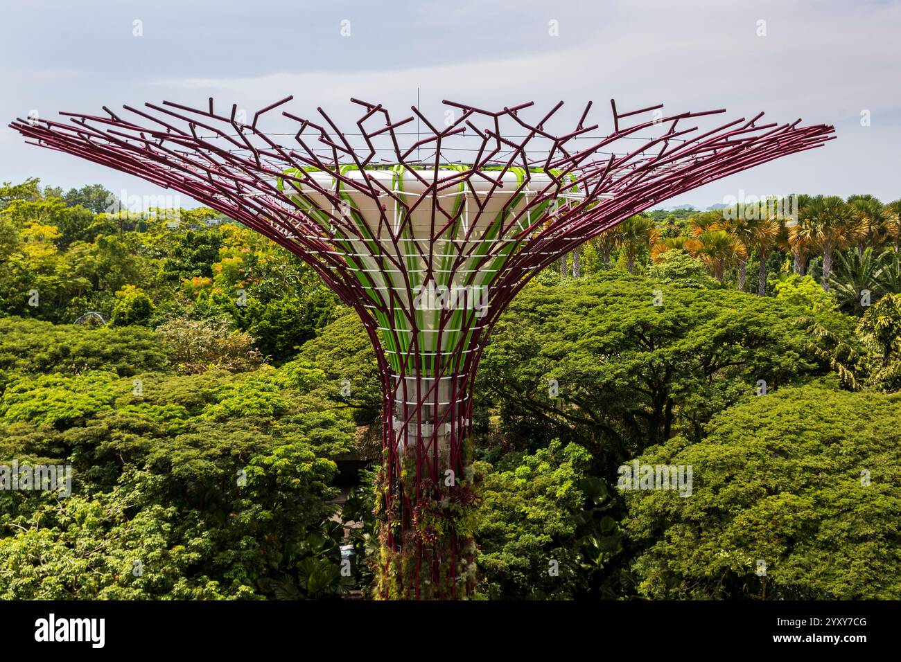 Supertree Observatory, Gardens by the Bay, Singapore. Photo: David ...