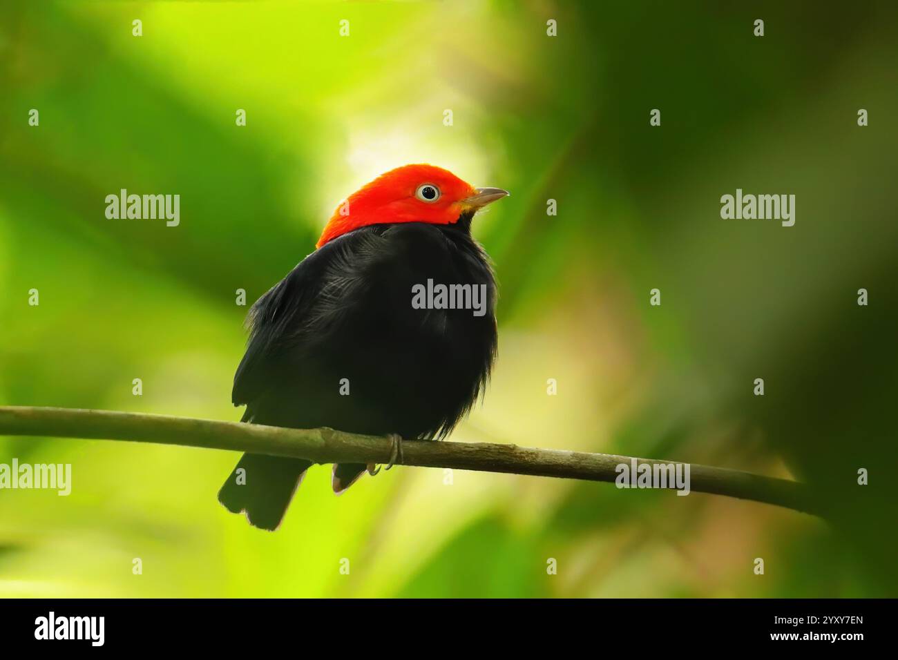 Red-capped manakin (Ceratopipra mentalis) sitting on a branch, Costa ...