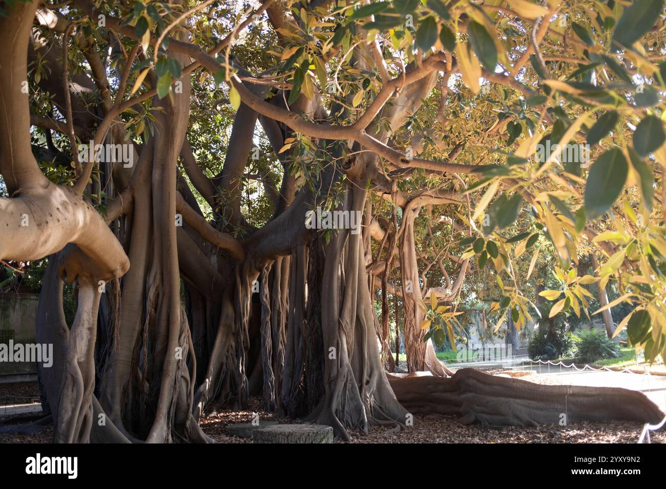 Palermo, Sicily, 23.11.2024: Botanic Garden with, Ficus macrophylla ...