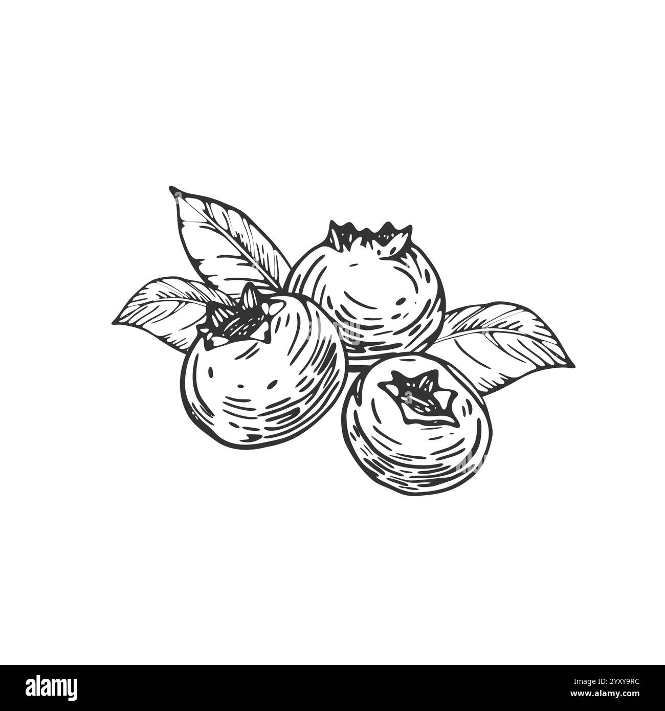 Blueberry vector black and white illustrations hand drawn with ink ...