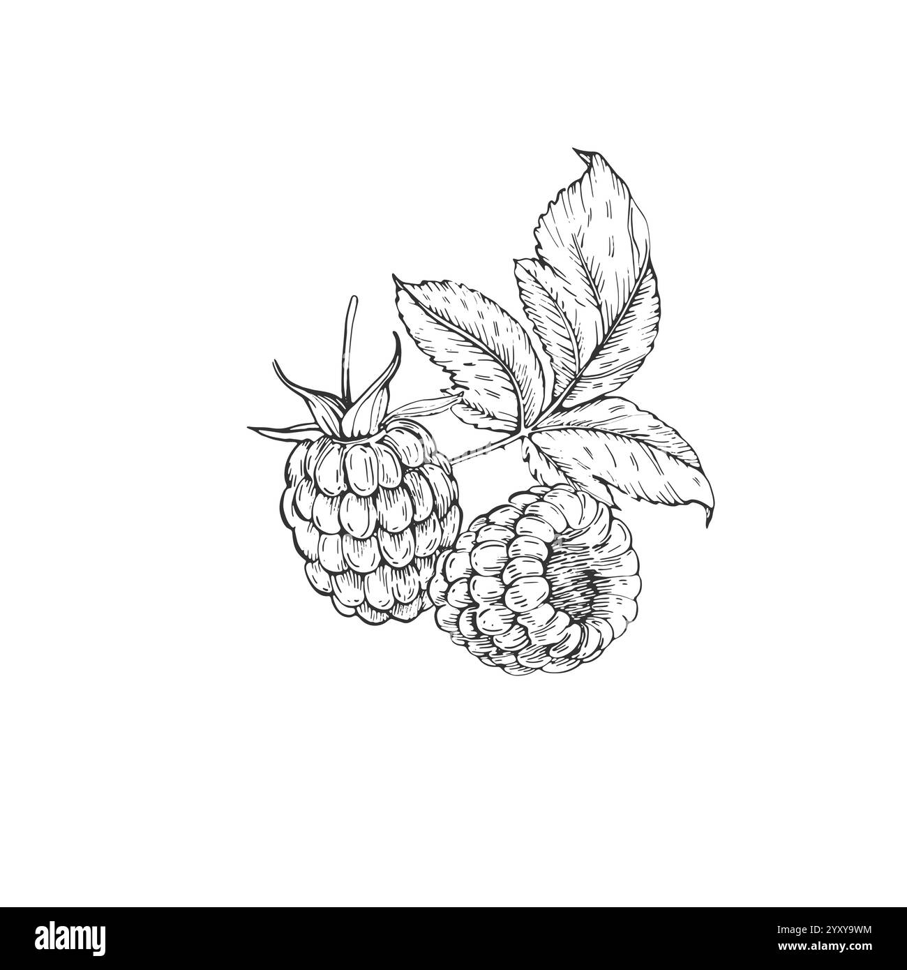 Raspberry vector black and white illustrations hand drawn with ink ...