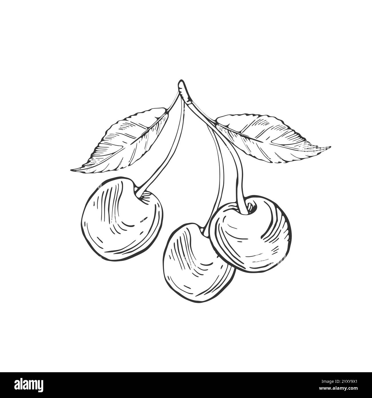 Cherry set of vector black and white illustrations hand drawn with ink ...