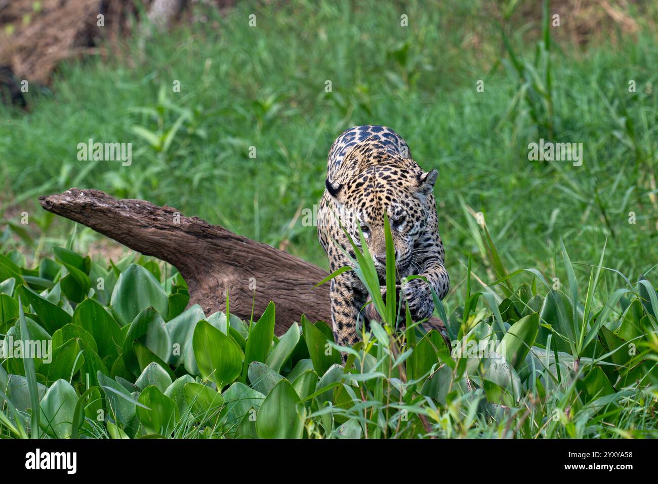 Jaguar standing on a fallen tree trunk exploring a camera trap Stock ...