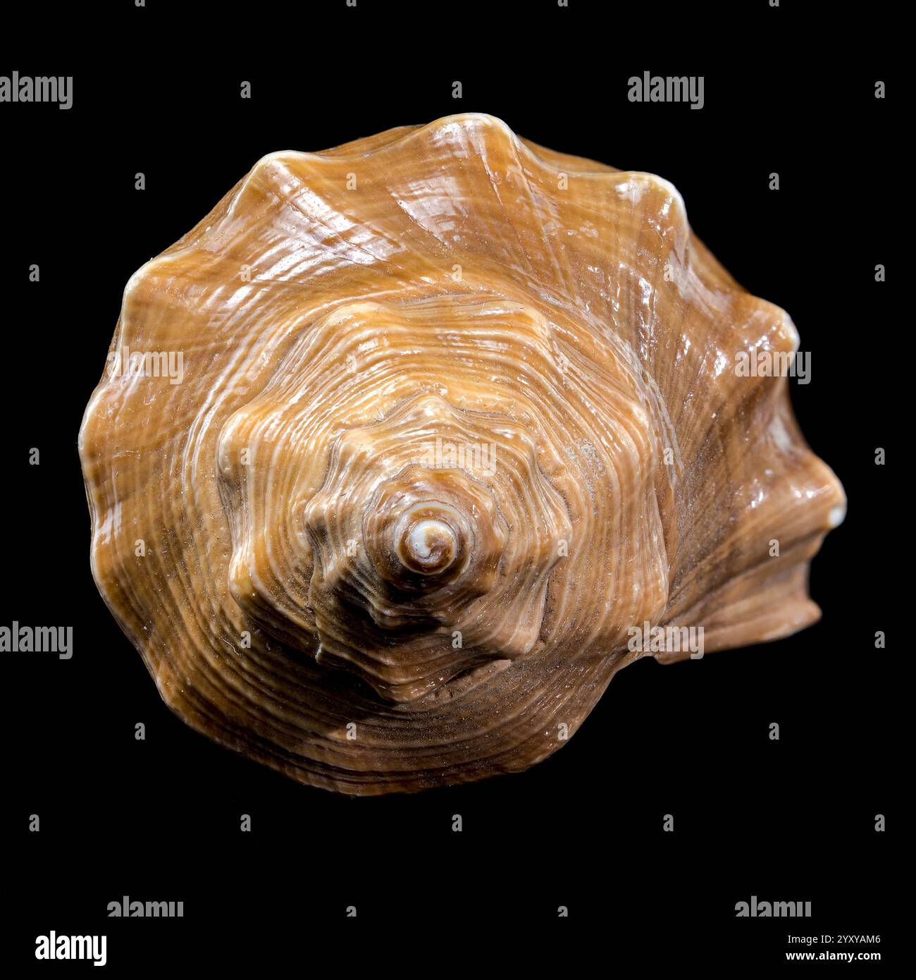 A close-up of a polished Hemifusus tuba shell with intricate brown ...