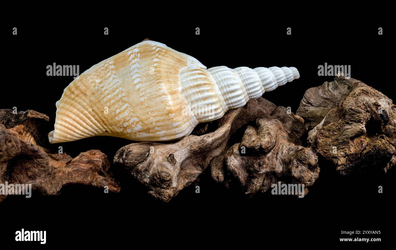 A detailed image of a ribbed strombus vittatus seashell with a pointed ...