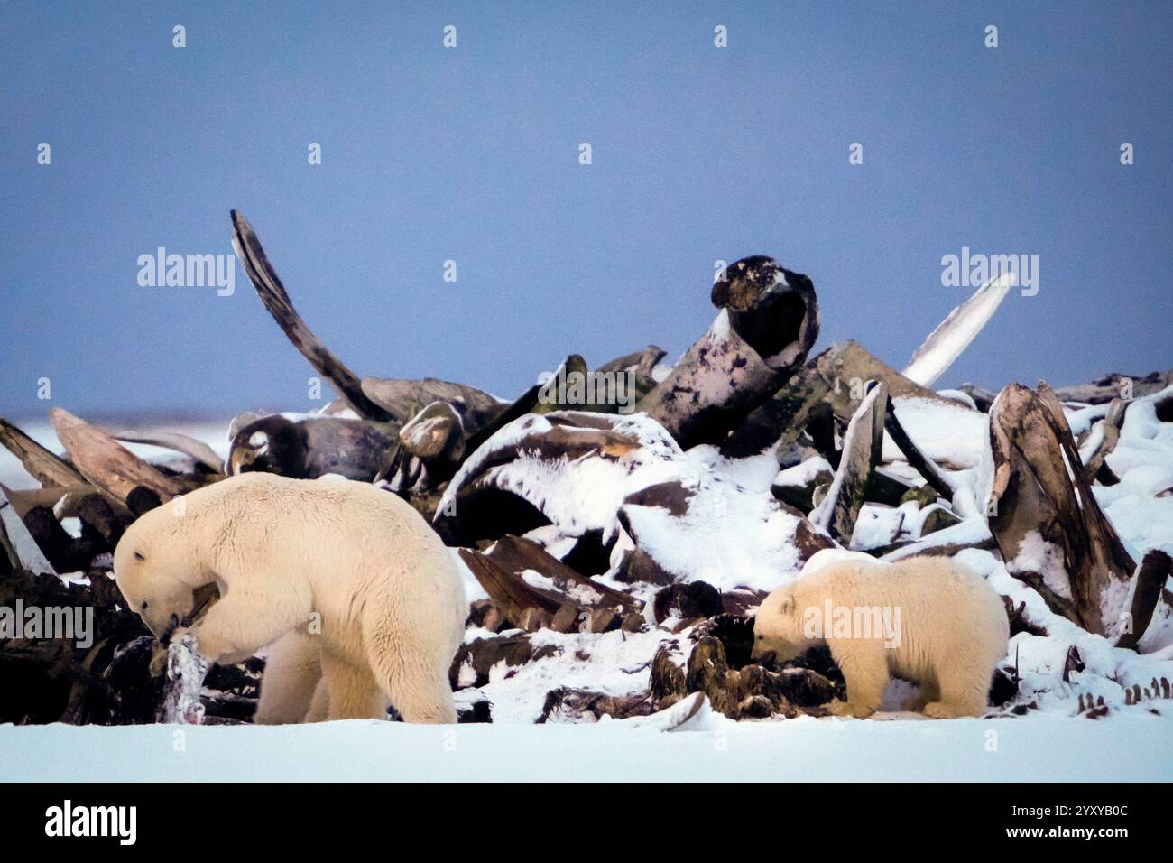 A polar bear and a cub search for scraps in a large pile of bowhead ...