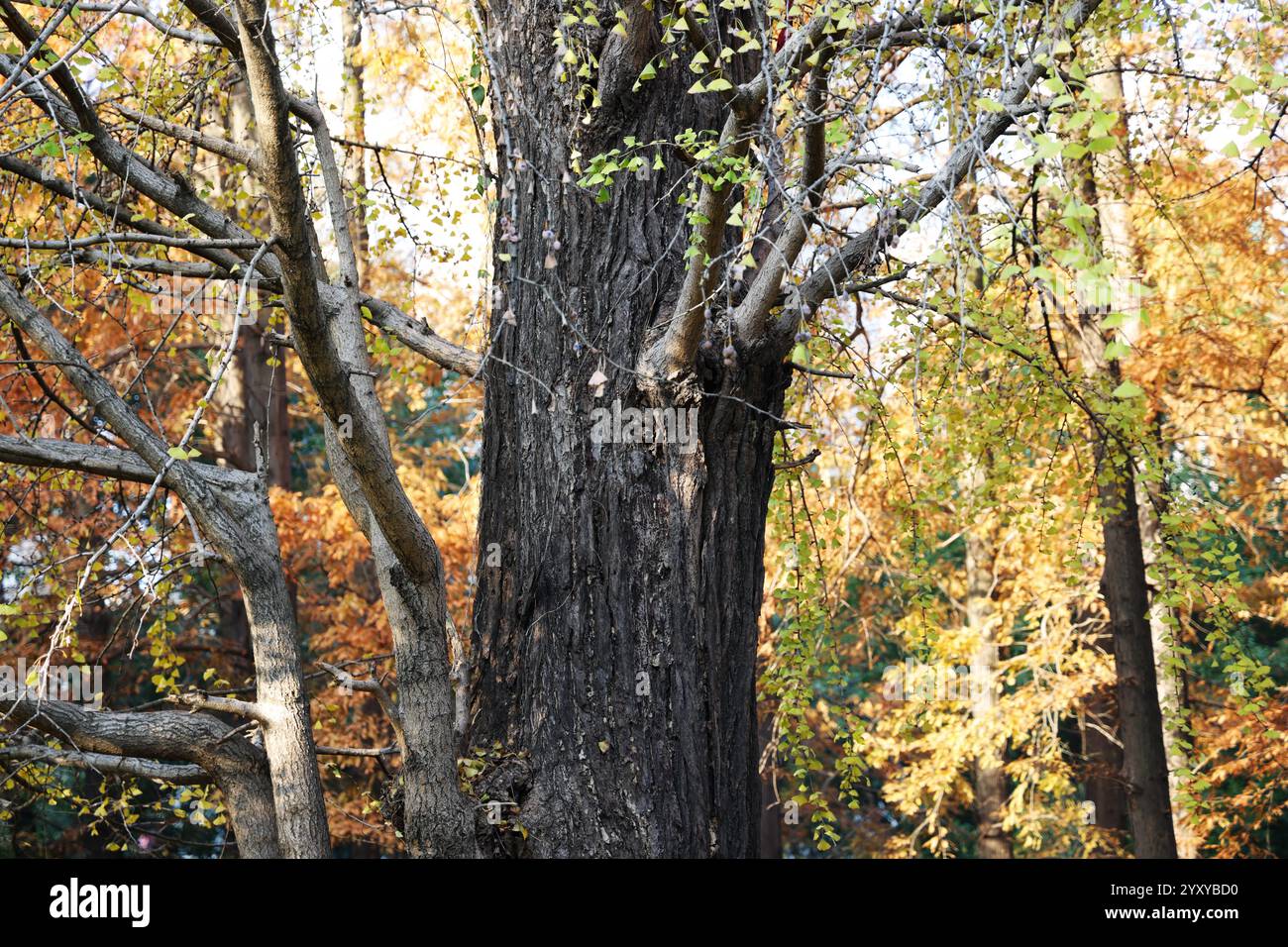 A 300-year-old ginkgo tree at a park in Shanghai, China, 15 December ...