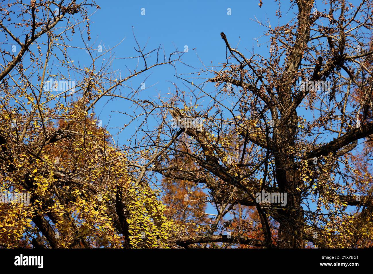 A 300-year-old ginkgo tree at a park in Shanghai, China, 15 December ...