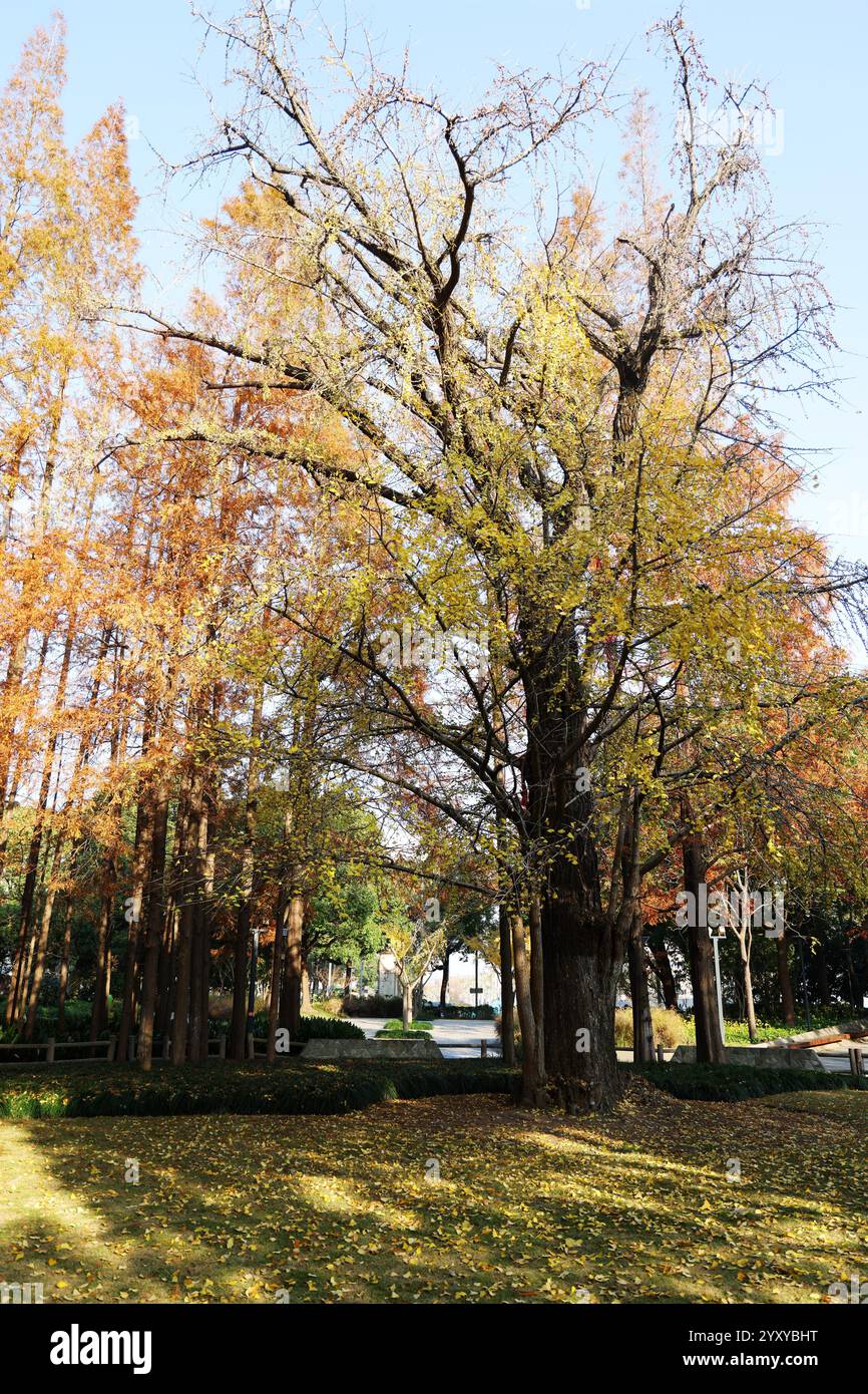 A 300-year-old ginkgo tree at a park in Shanghai, China, 15 December ...