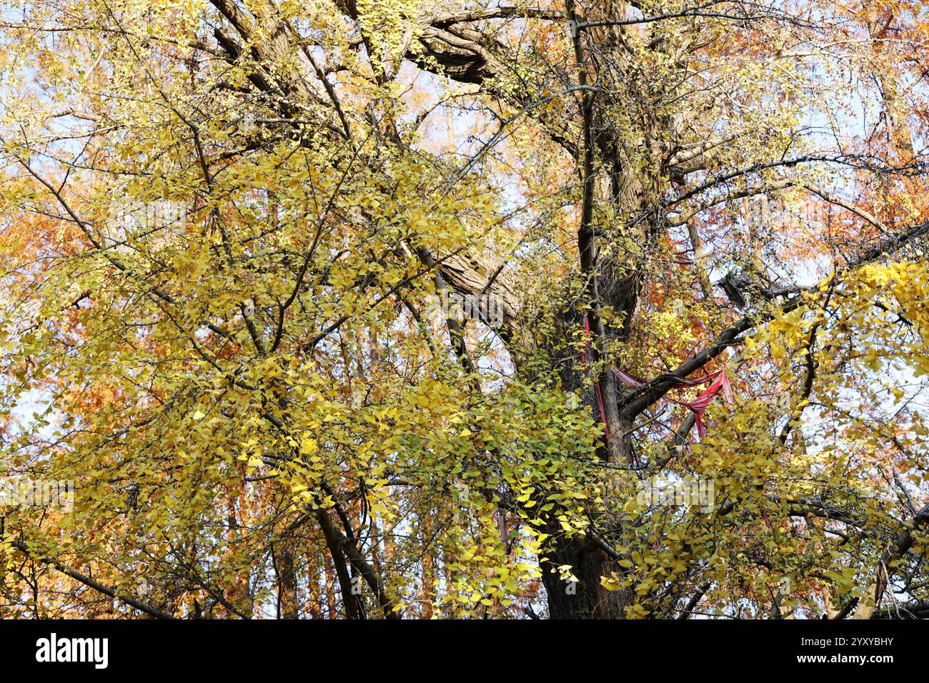 A 300-year-old ginkgo tree at a park in Shanghai, China, 15 December ...