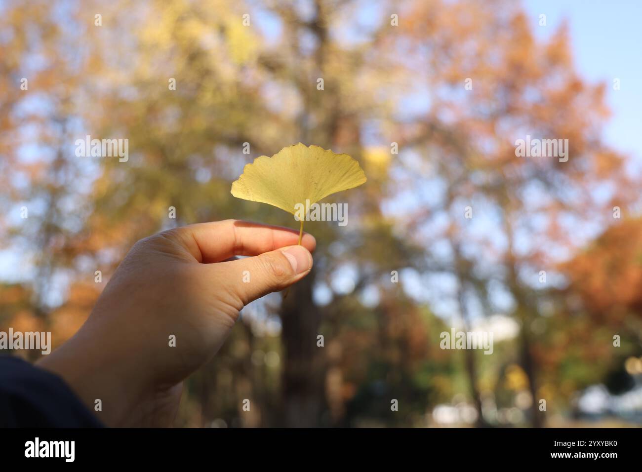 A 300-year-old ginkgo tree at a park in Shanghai, China, 15 December ...