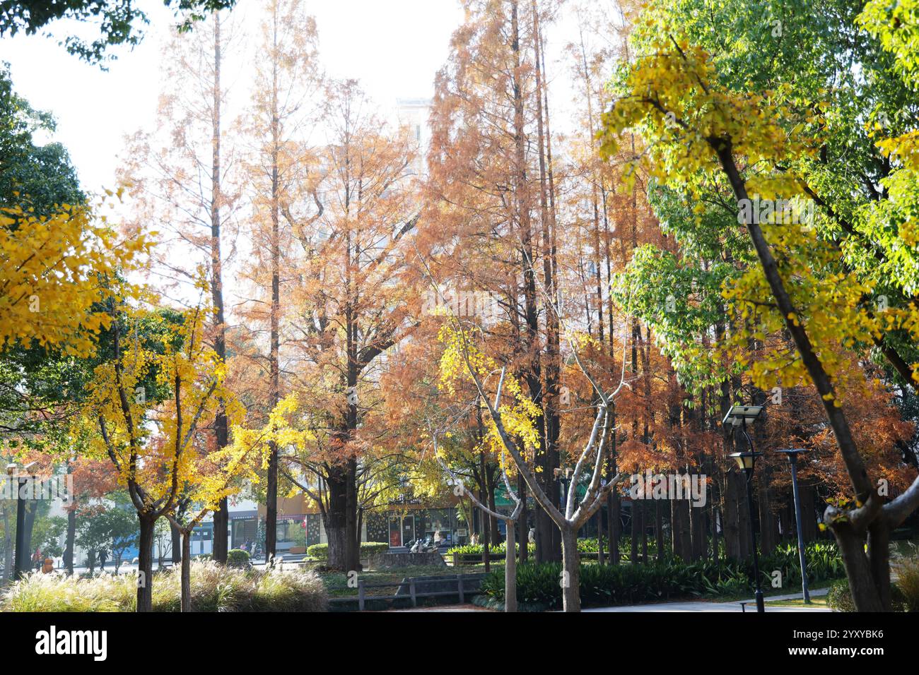 A 300-year-old ginkgo tree at a park in Shanghai, China, 15 December ...