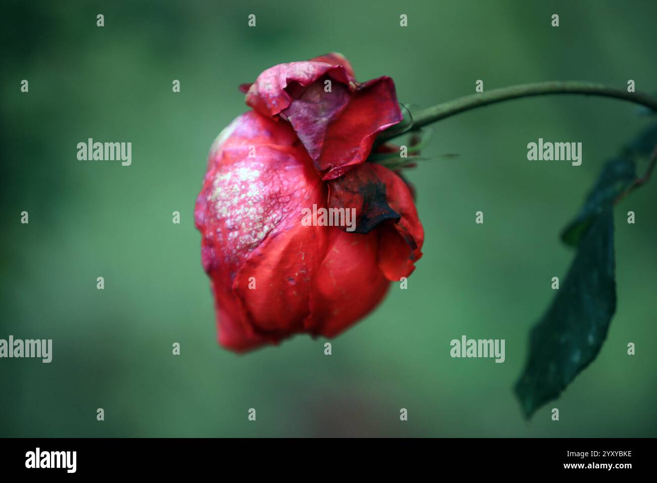 Frozen Chinese rose flowers in Huai'an City, east China's Jiangsu ...