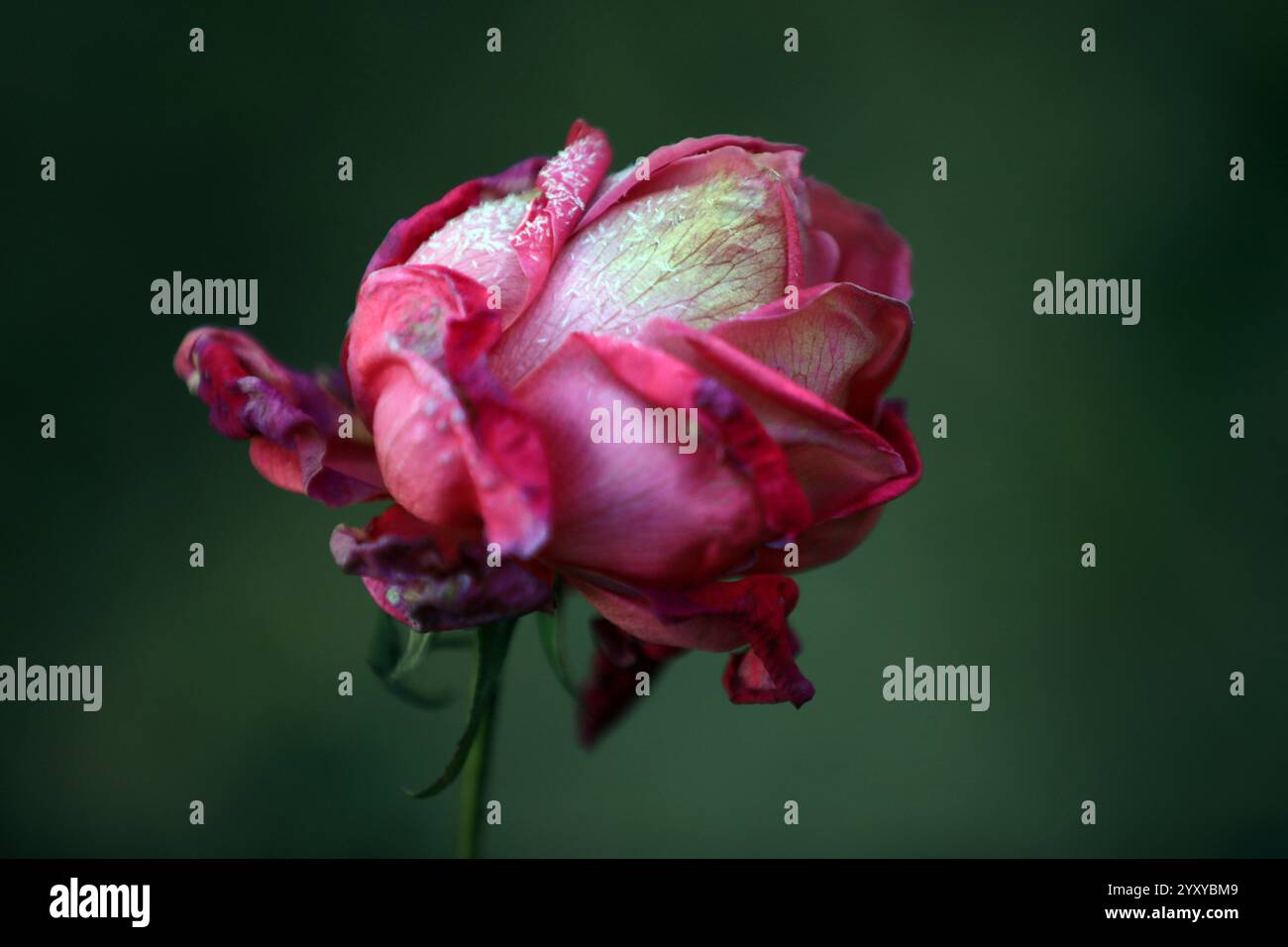 Frozen Chinese rose flowers in Huai'an City, east China's Jiangsu ...