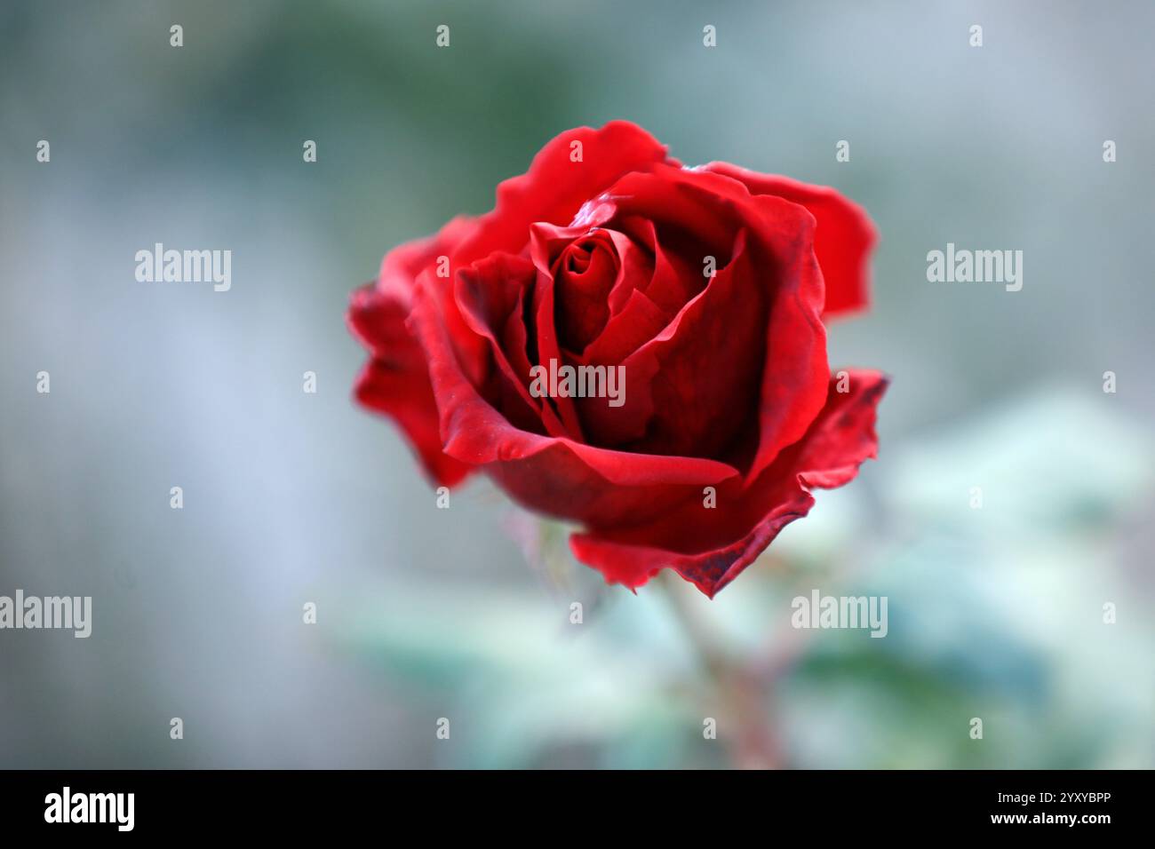 Frozen Chinese rose flowers in Huai'an City, east China's Jiangsu ...