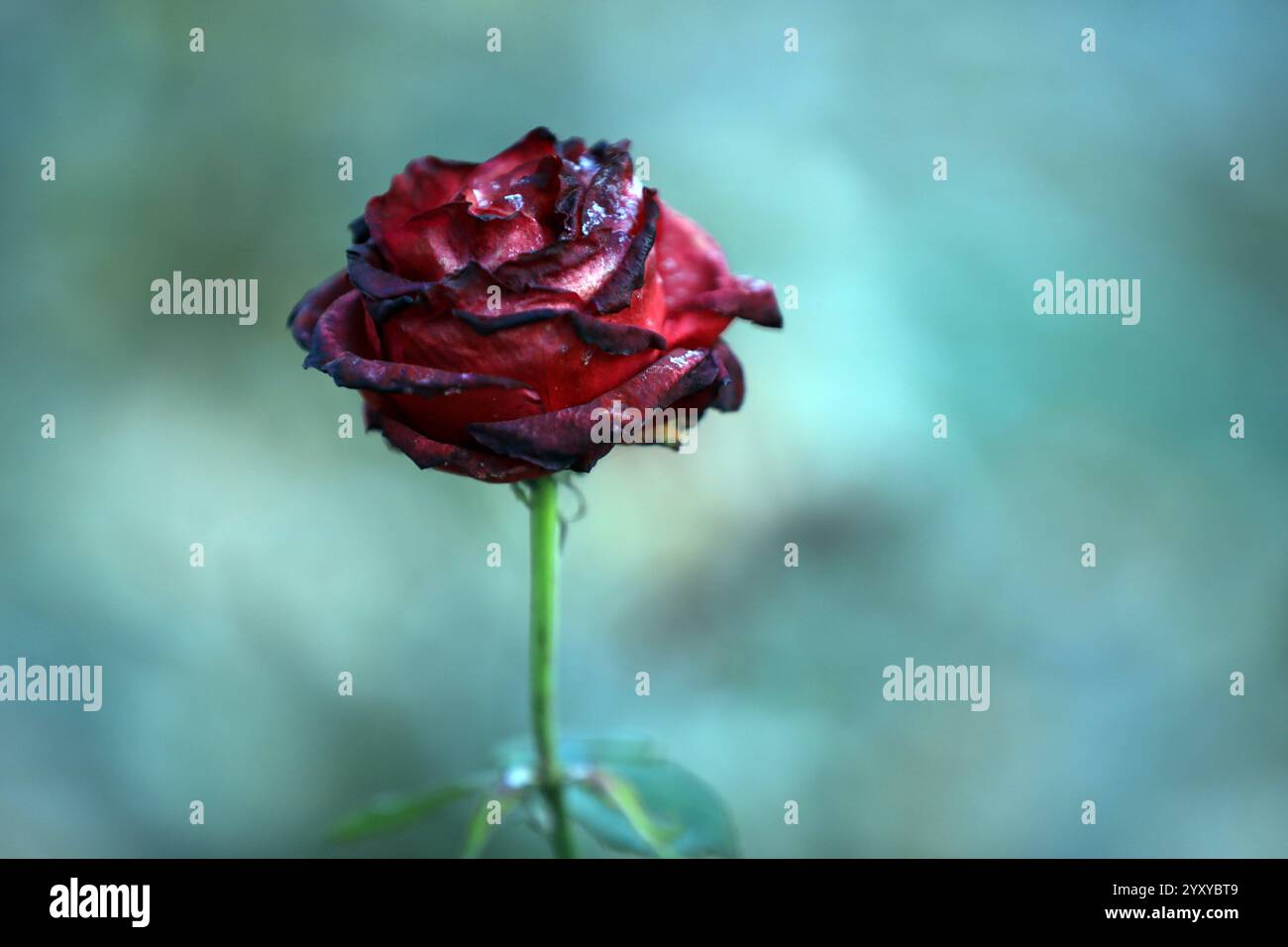 Frozen Chinese rose flowers in Huai'an City, east China's Jiangsu ...