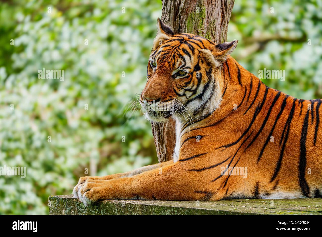 Tiger in their natural habitat hi-res stock photography and images - Alamy