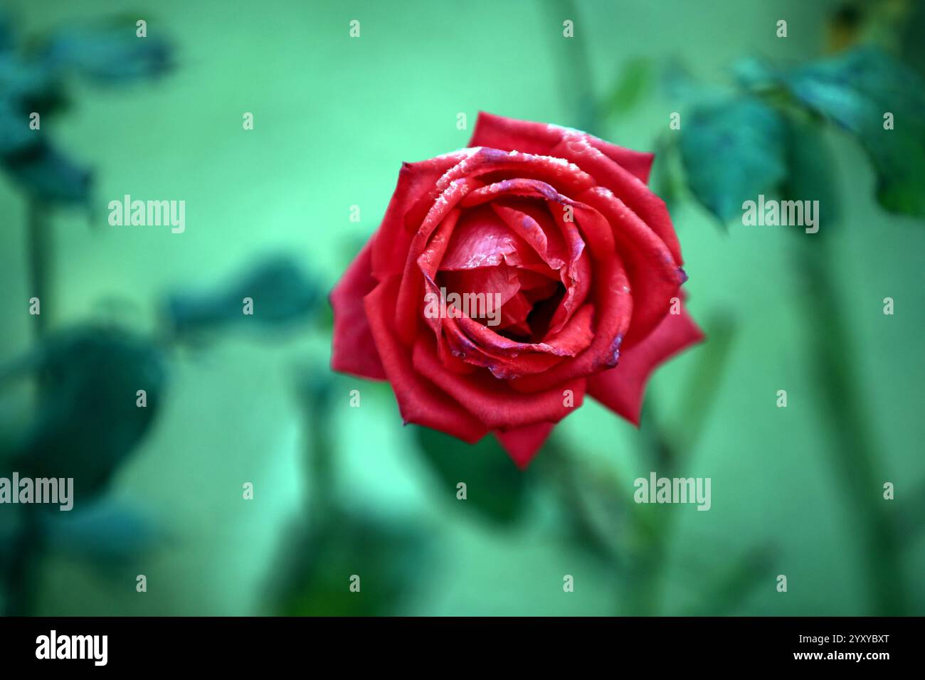 Frozen Chinese rose flowers in Huai'an City, east China's Jiangsu ...