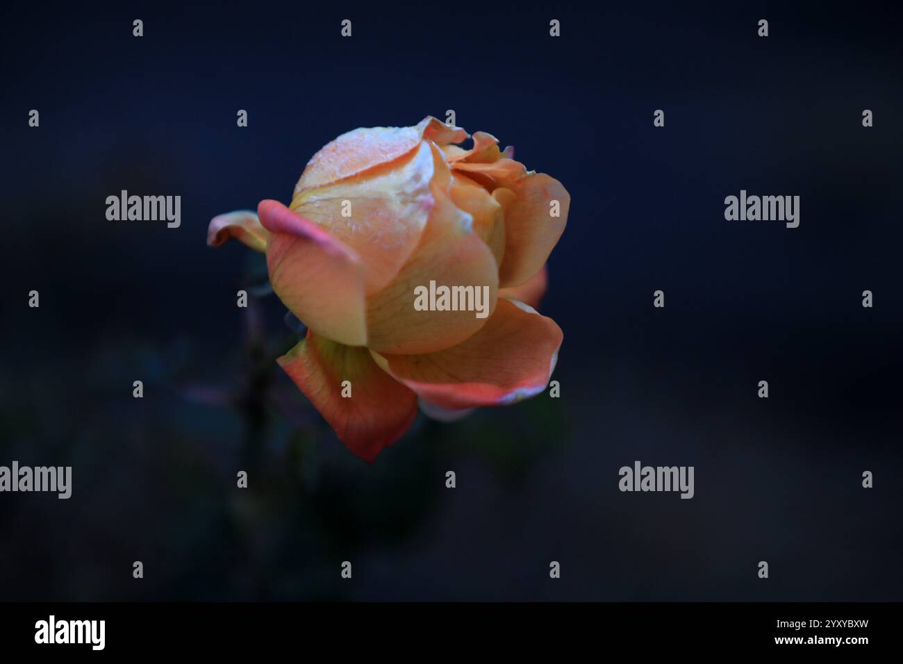 Frozen Chinese rose flowers in Huai'an City, east China's Jiangsu ...