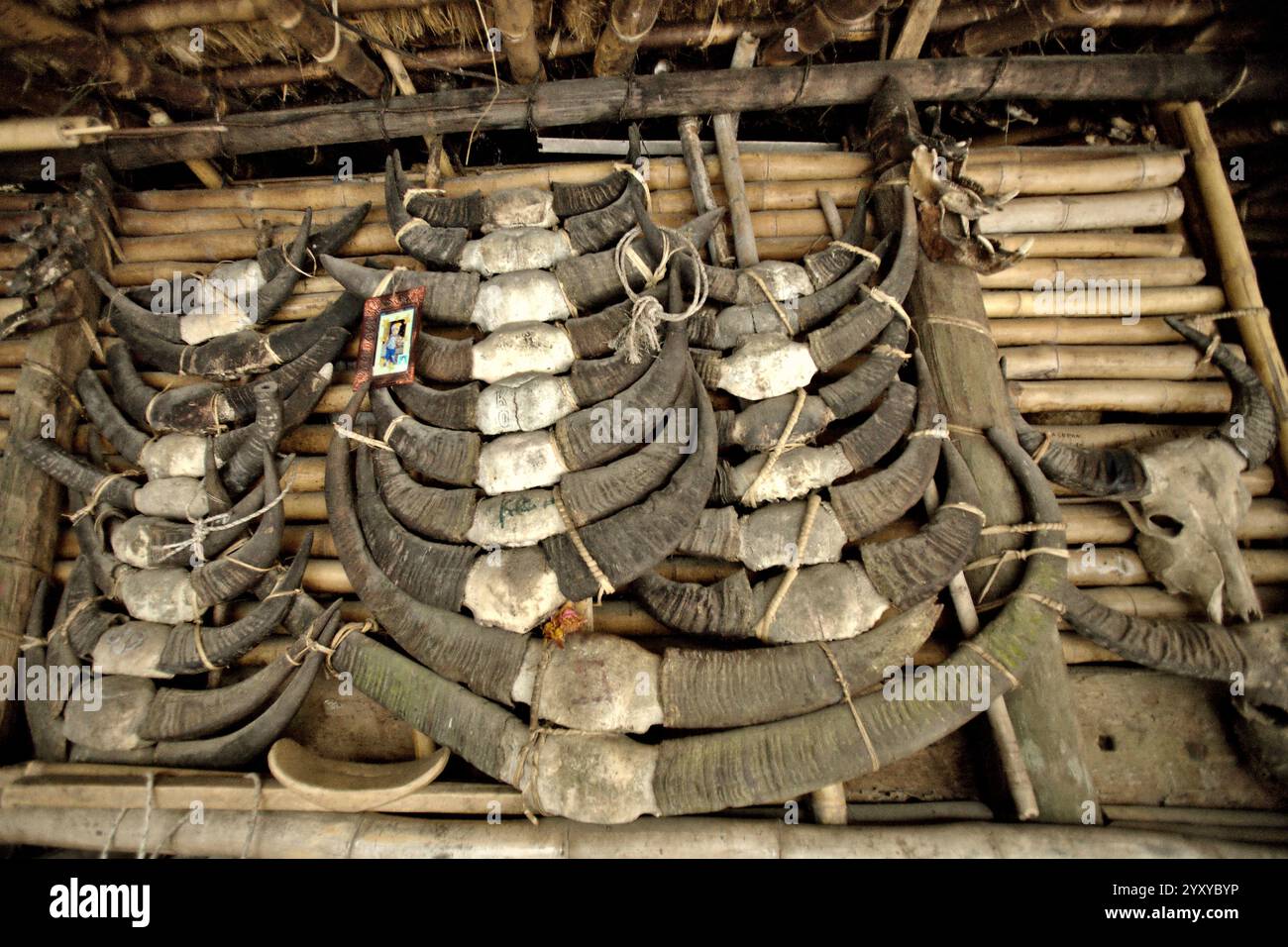 Buffalo horns on the wall of a house in traditional village of Tarung ...