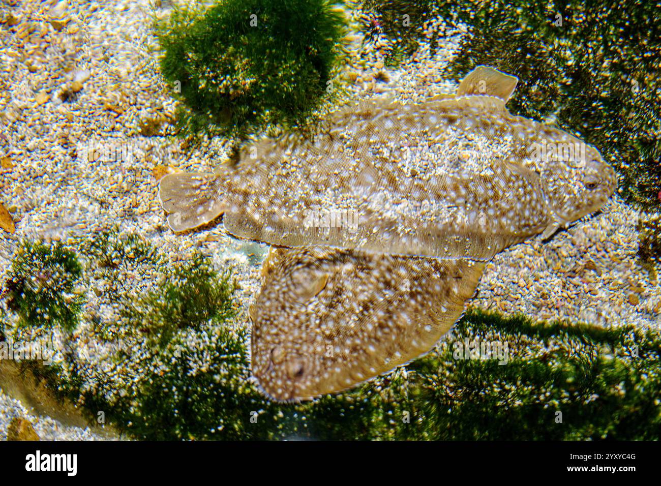 Two Flounder Fish Resting Side by Side on the Ocean Floor Covered with Green Algae and Sand ...