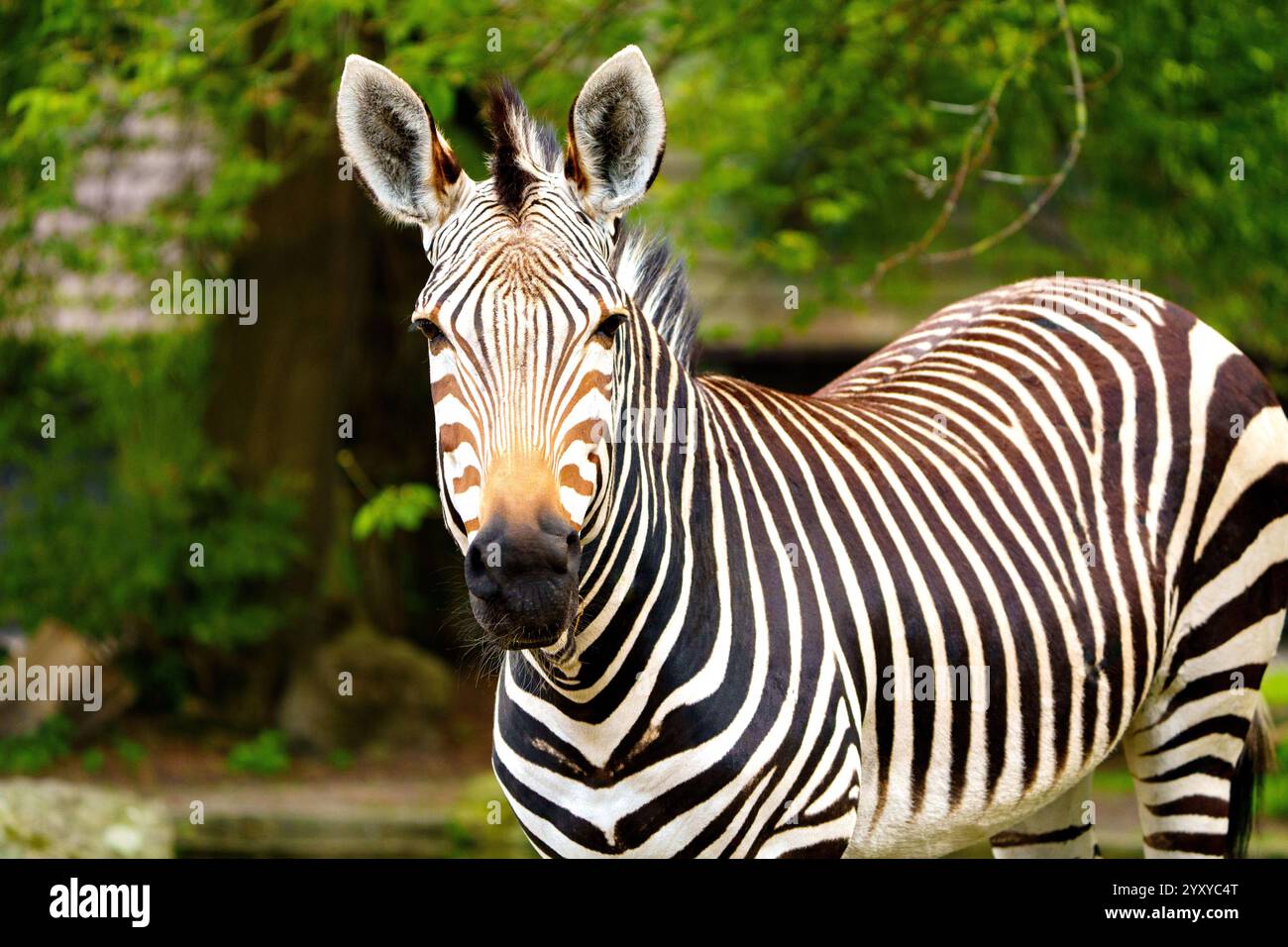 Stunning Striped Zebra Standing Isolated on Lush Green Background in ...