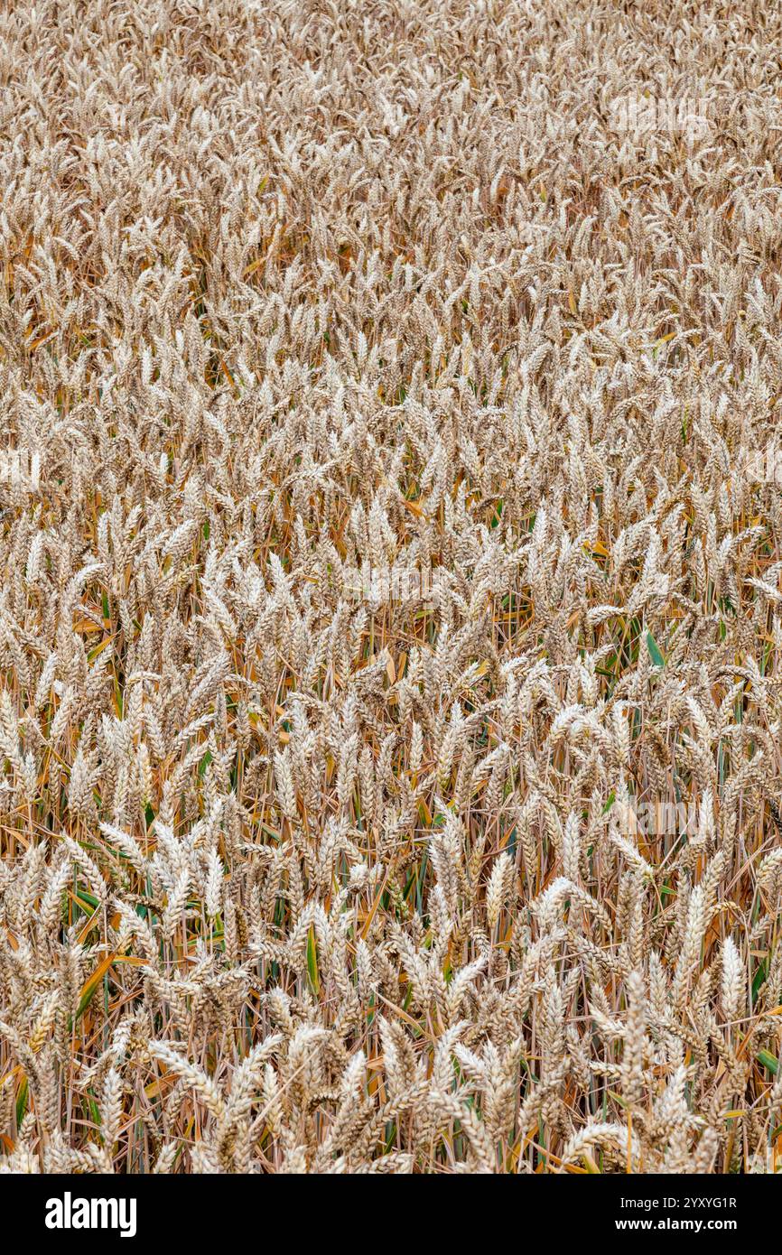 golden field in beautiful light Stock Photo - Alamy