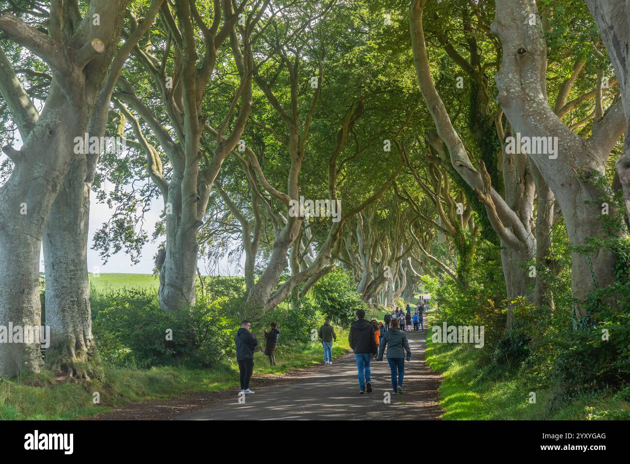 Ballymoney, North Ireland - September 2024: People at the Dark Hedges ...