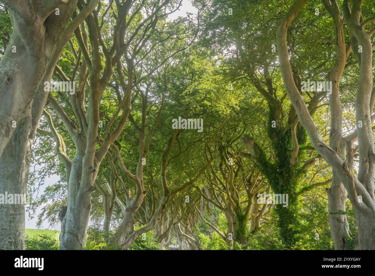 The Dark Hedges near Ballymoney, an alley of ancient beech trees in ...
