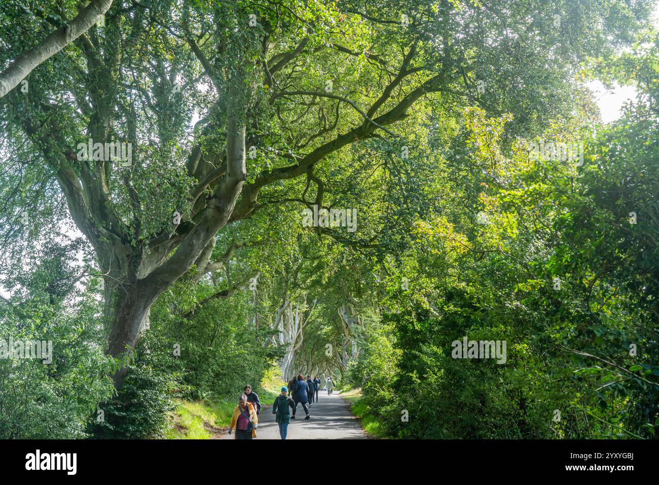 Ballymoney, North Ireland - September 2024: People at the Dark Hedges ...