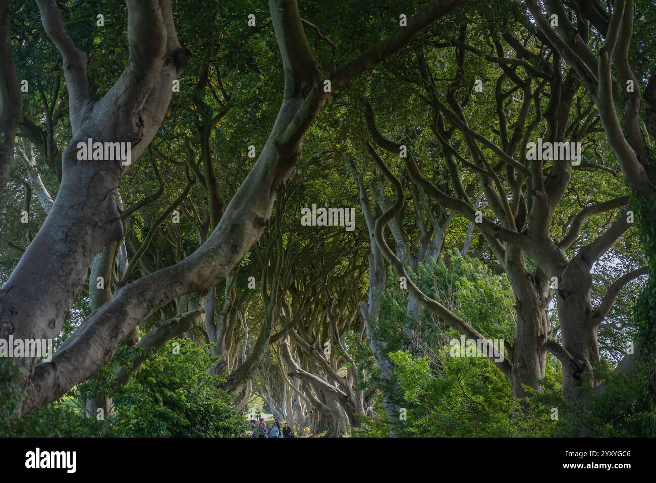 Ballymoney, North Ireland - September 2024: The Dark Hedges near ...
