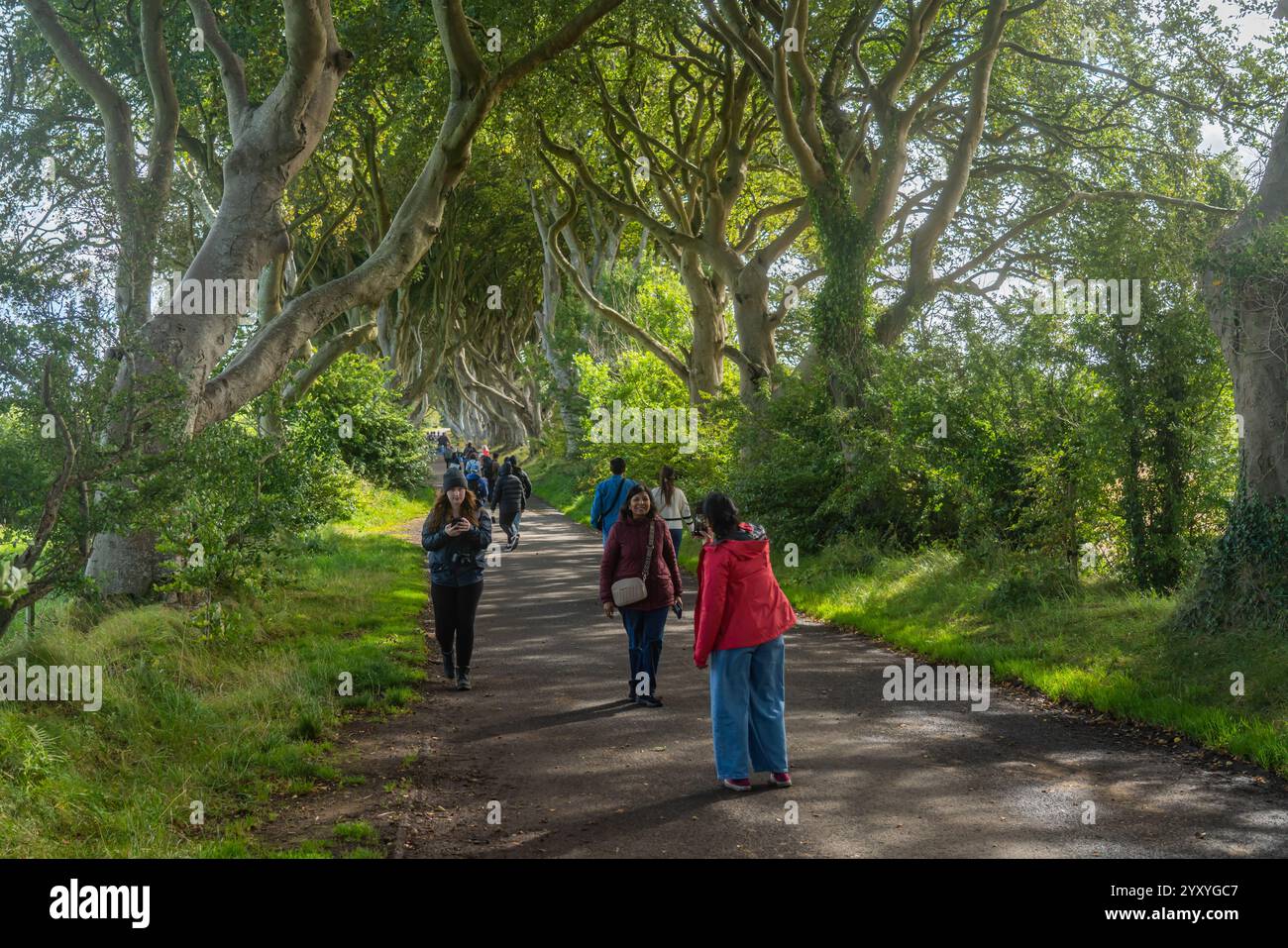 Ballymoney, North Ireland - September 2024: People at the Dark Hedges ...