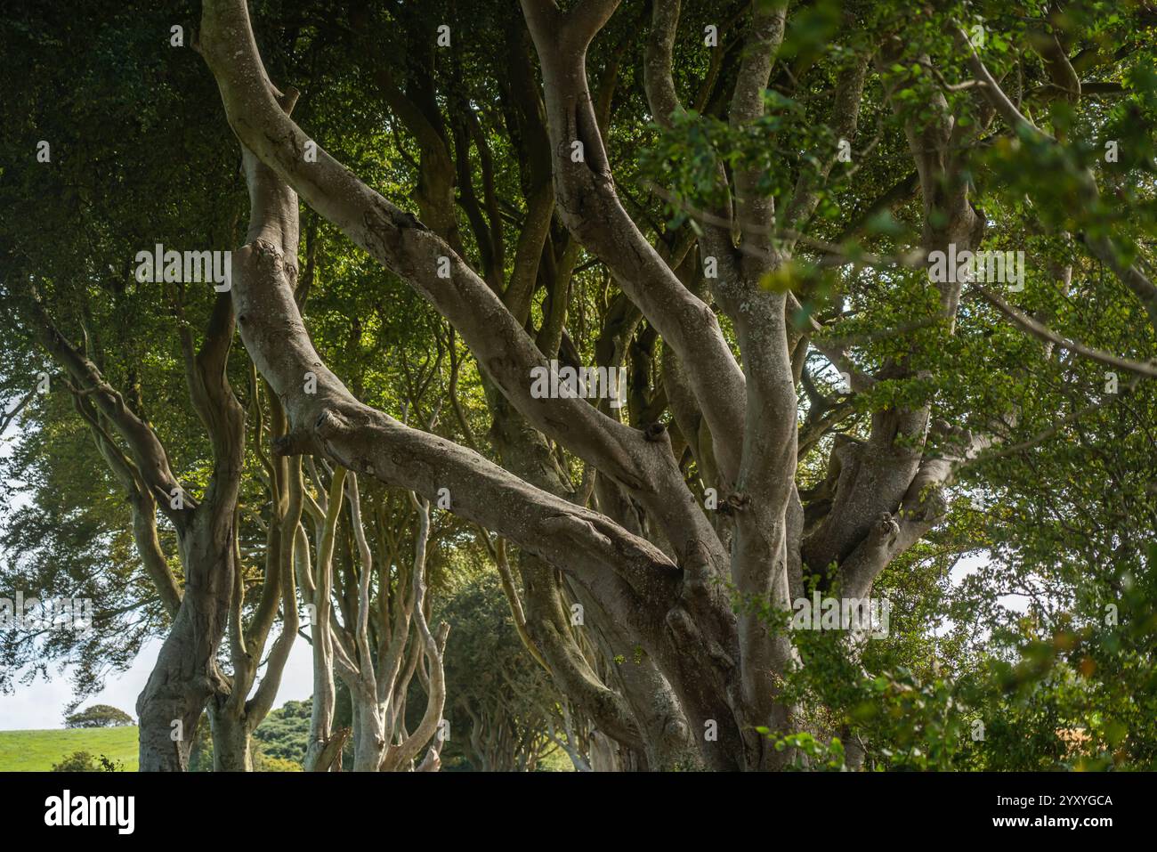 The Dark Hedges near Ballymoney, an alley of ancient beech trees in ...