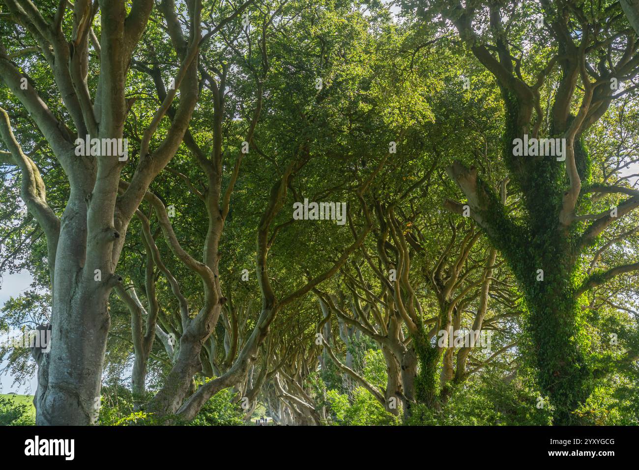 The Dark Hedges near Ballymoney, an alley of ancient beech trees in ...