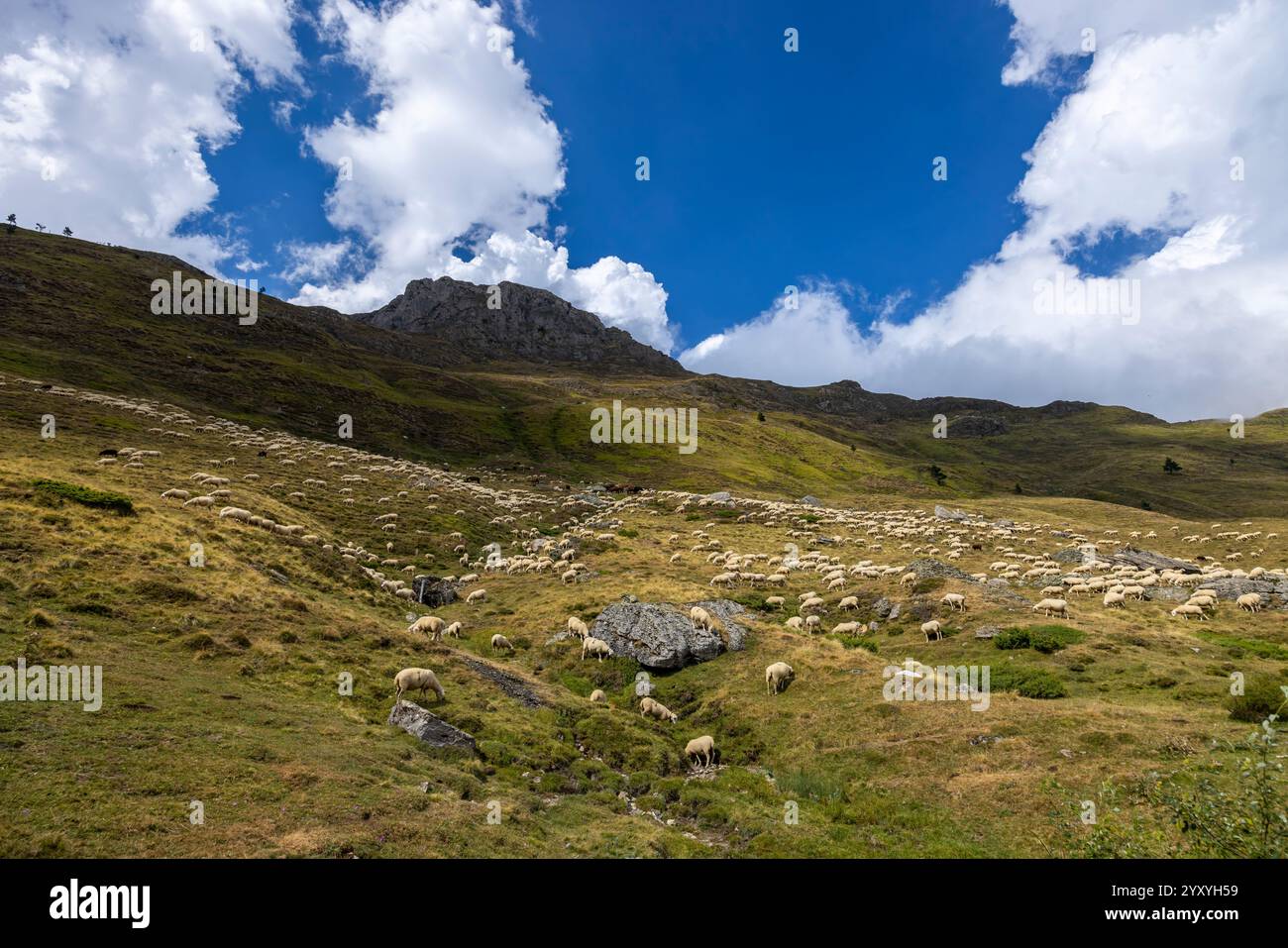 Sheep in typical landscape near Portillo de Eraize and Col de la Pierre ...