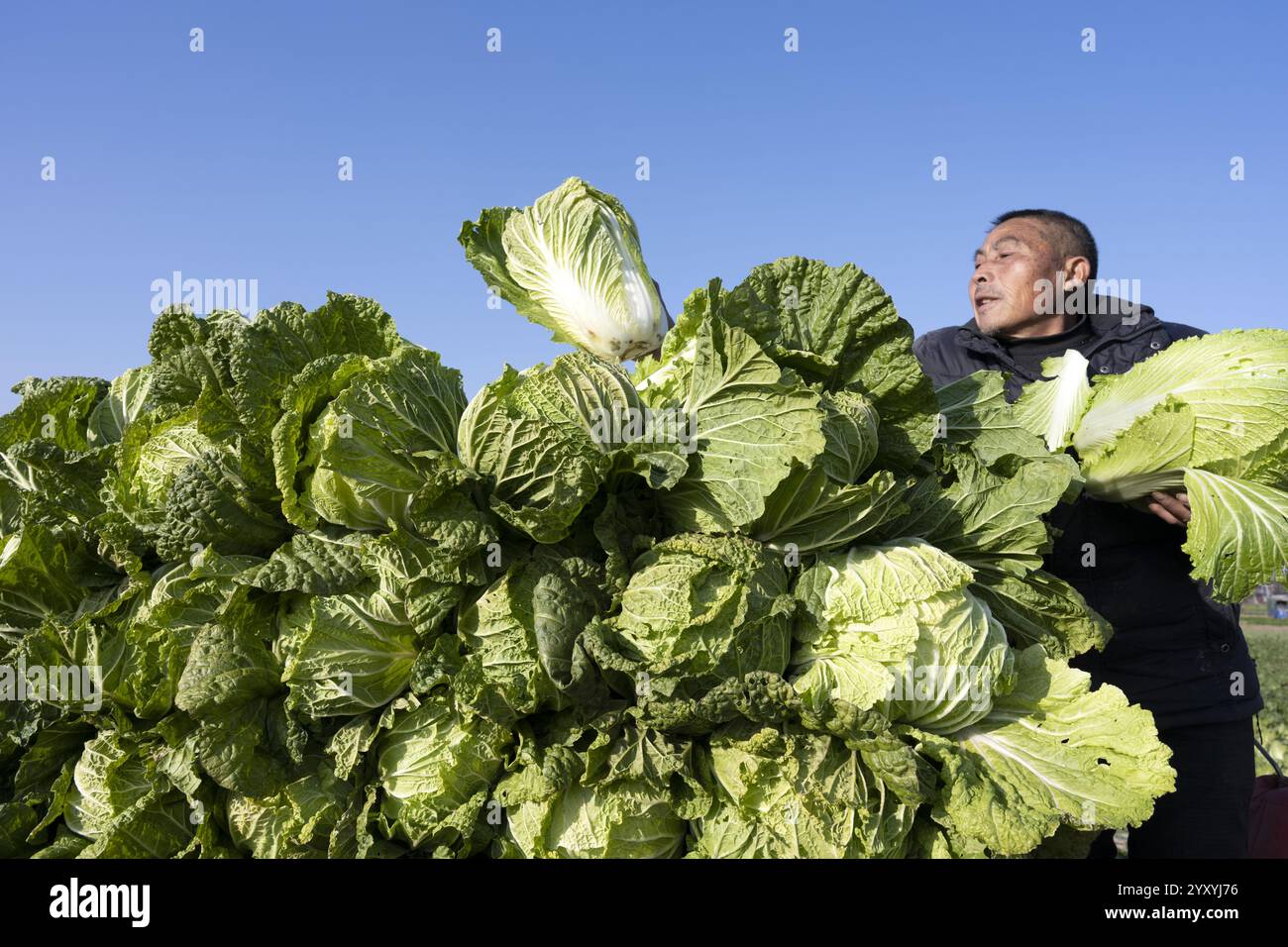 Farmers harvest Chinese cabbage in Chenhe Village in Xiangyang City, central China's Hubei ...