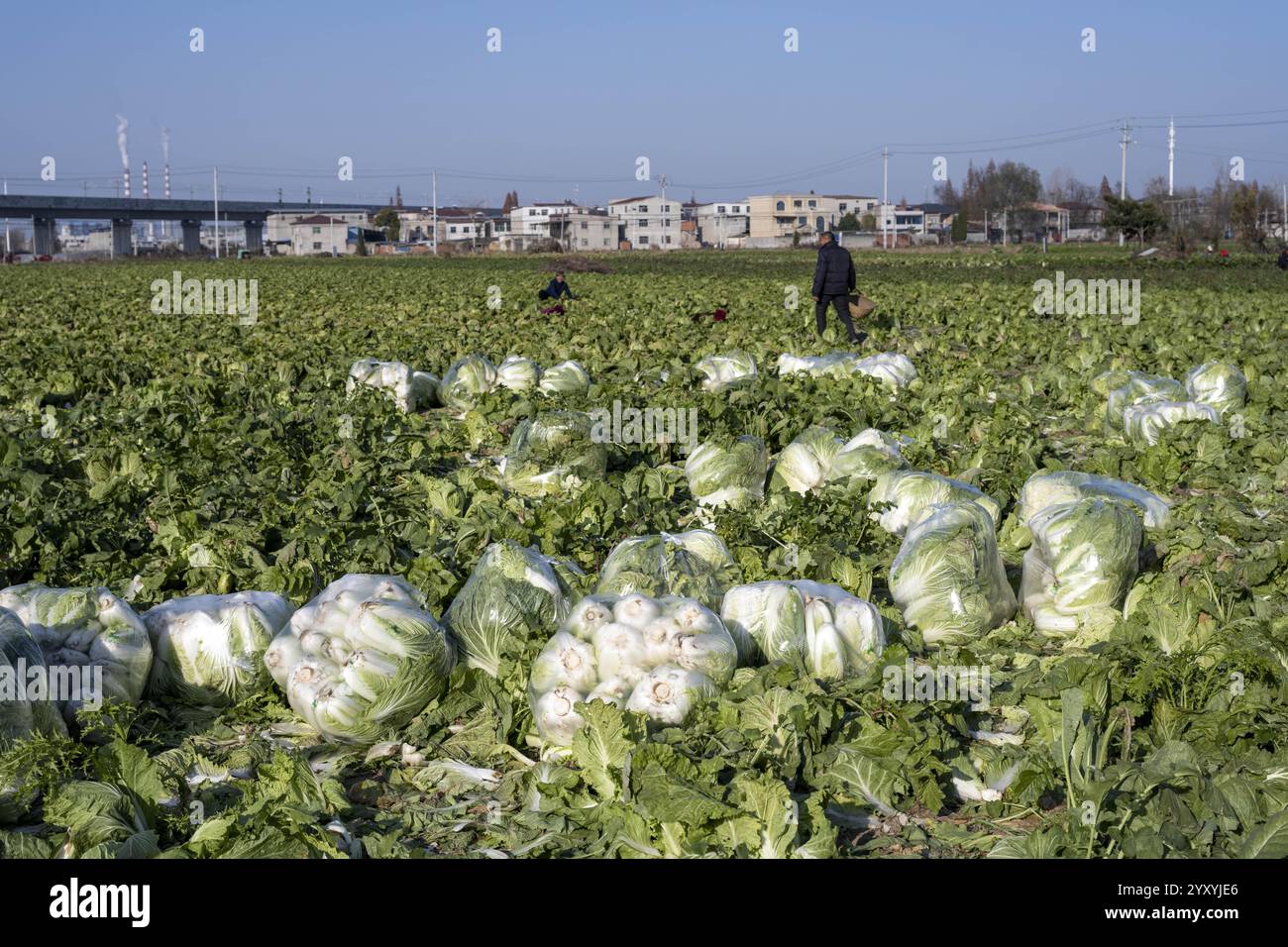 Farmers harvest Chinese cabbage in Chenhe Village in Xiangyang City, central China's Hubei ...