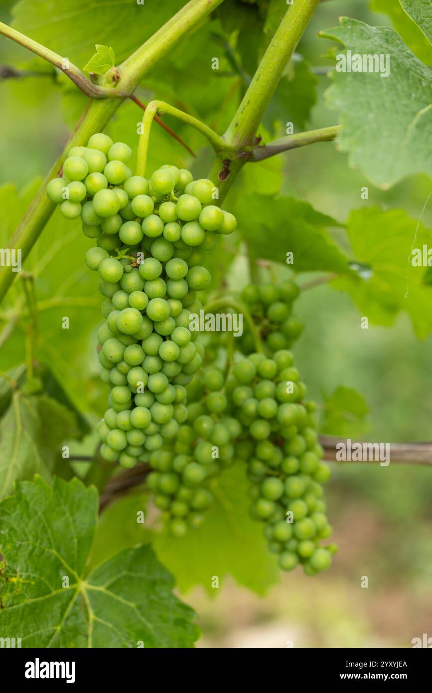 Detail grapes of the vine in the time before locking Stock Photo - Alamy