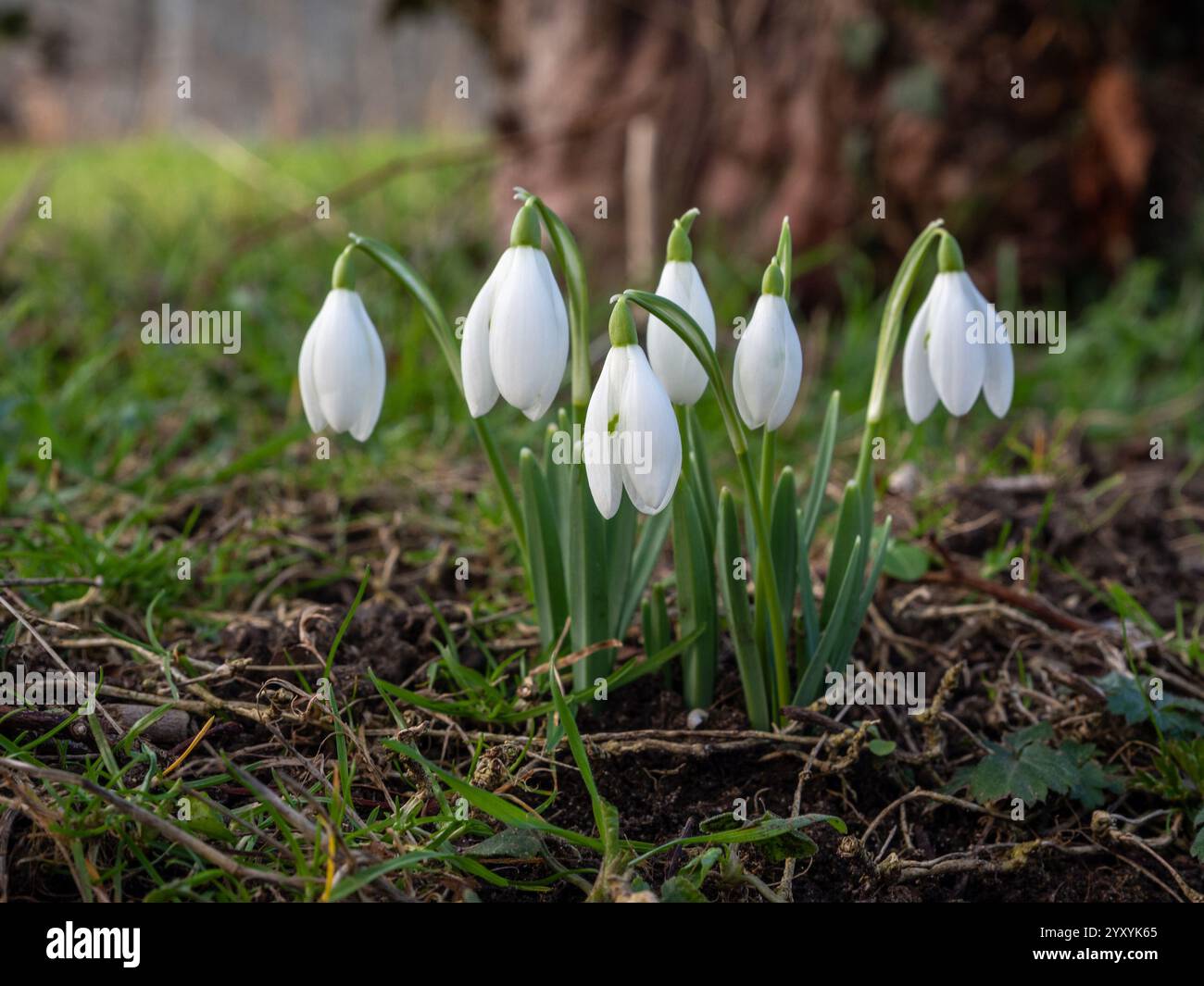 Clump of snowdrops growing in a churchyard, UK Stock Photo - Alamy