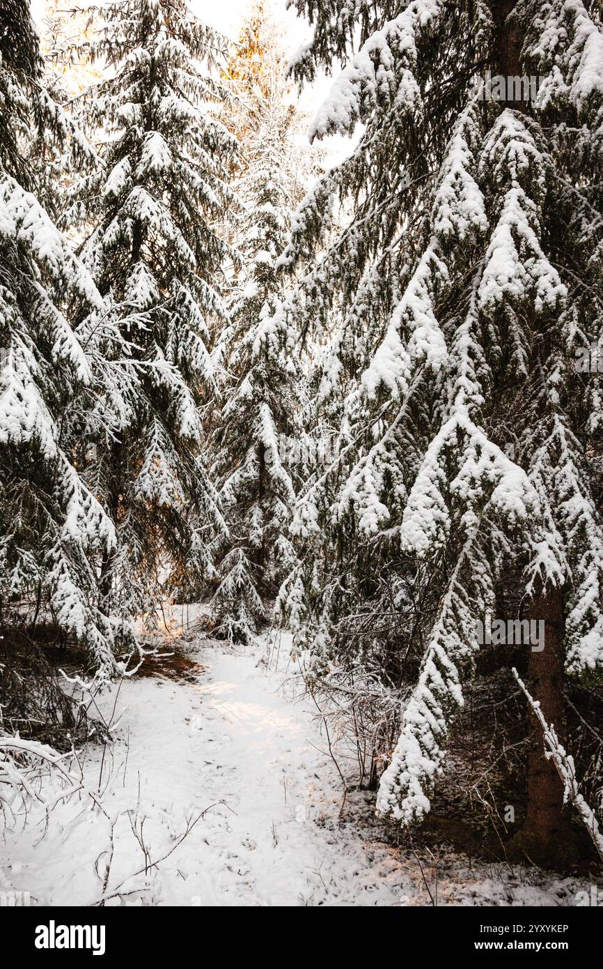 Snow covered trees in Swedish woods in winter Stock Photo - Alamy