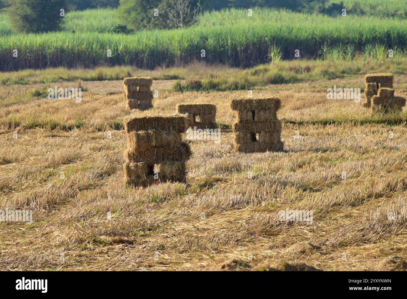 Bald Straw, Hay Bales and Agricultural Products, Stacked Yellow Straw ...