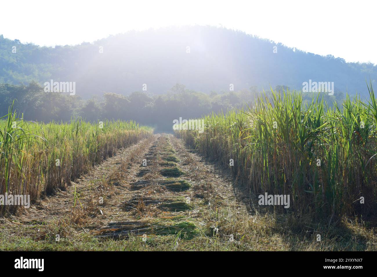 Sugarcane cutting, Sugarcane harvesting in the field, Nature background, Sugar industry ...