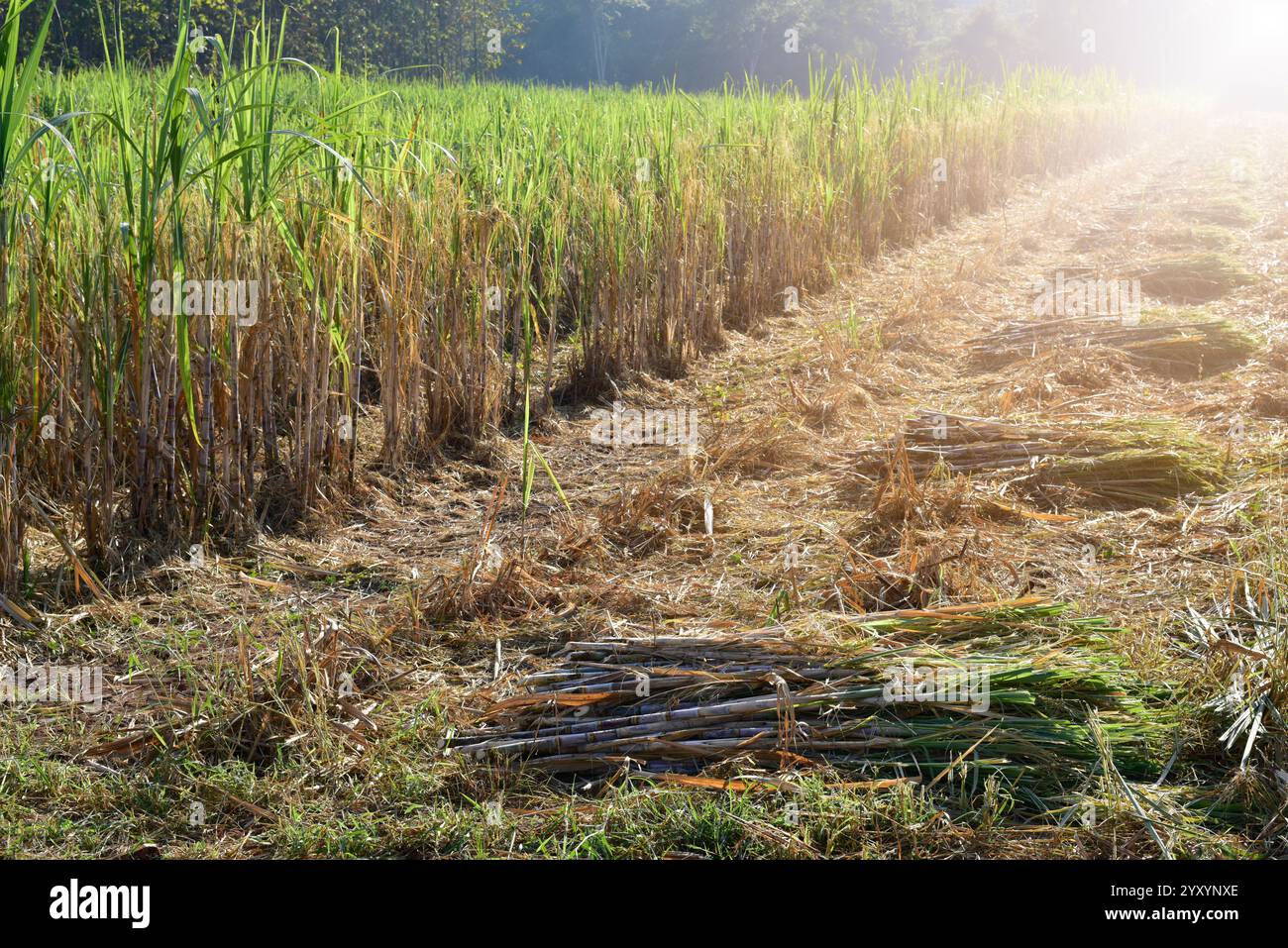Sugarcane cutting, Sugarcane harvesting in the field, Nature background, Sugar industry ...