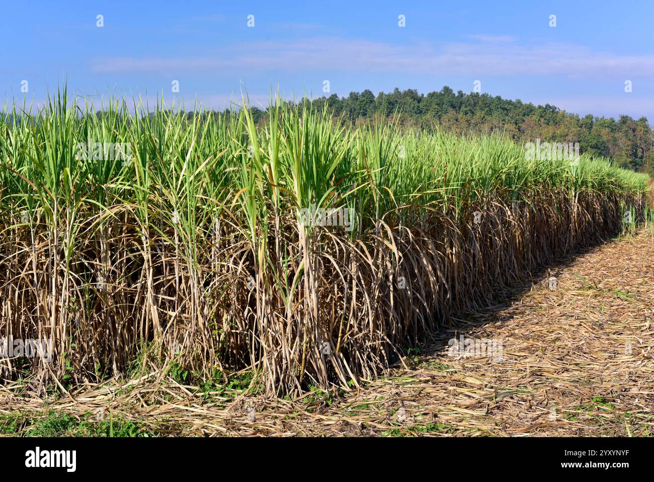 Sugarcane cutting, Sugarcane harvesting in the field, Nature background, Sugar industry ...
