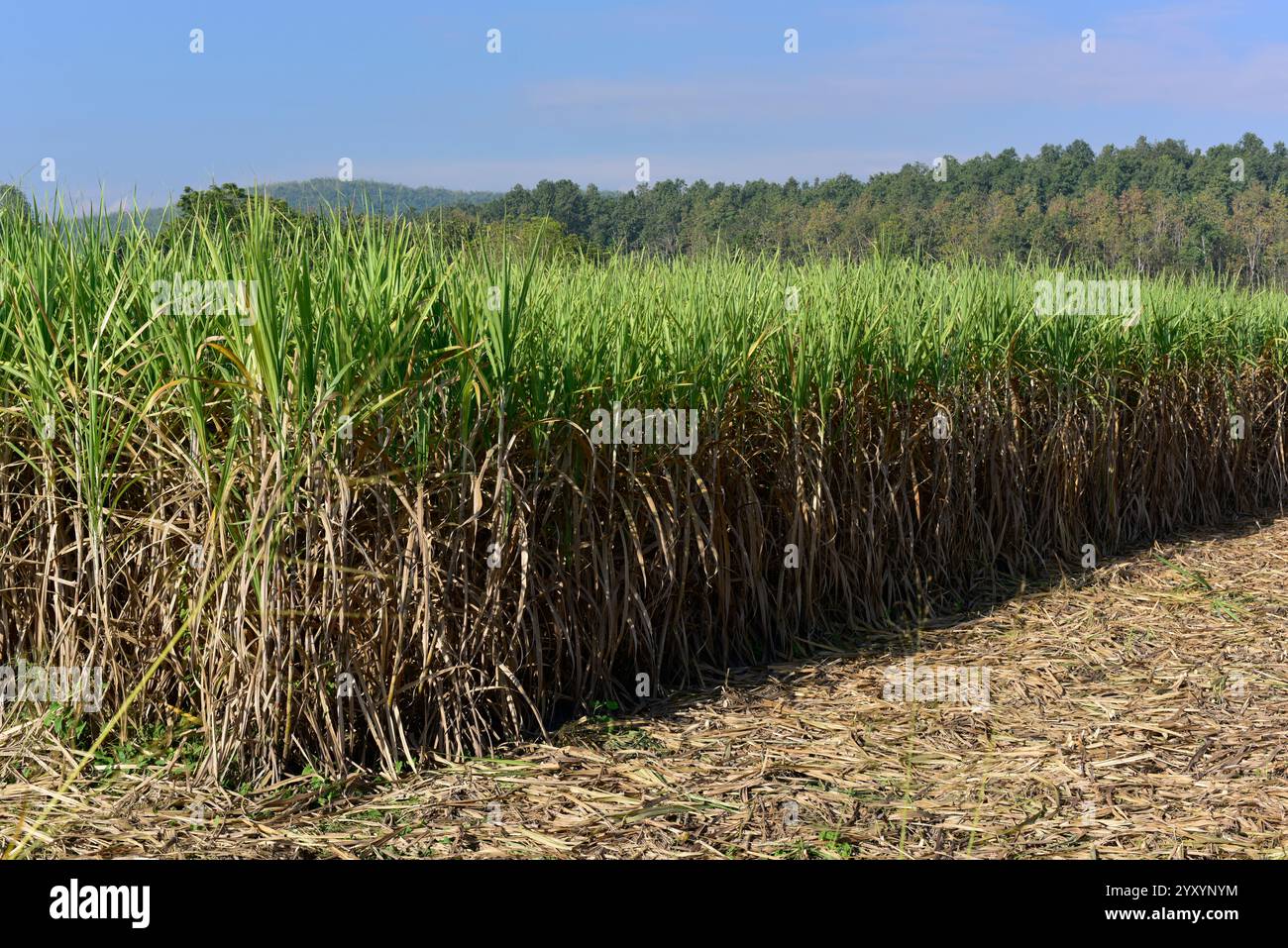 Sugarcane cutting, Sugarcane harvesting in the field, Nature background, Sugar industry ...