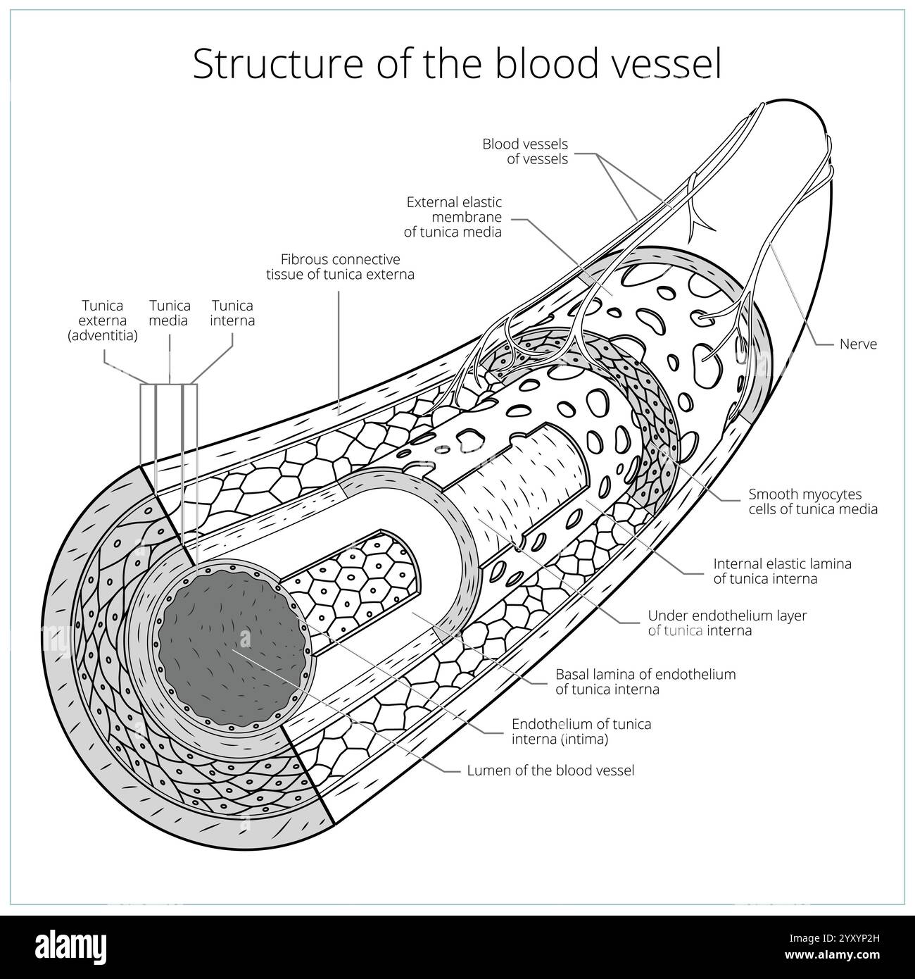 Blood vessel diagram hi-res stock photography and images - Alamy