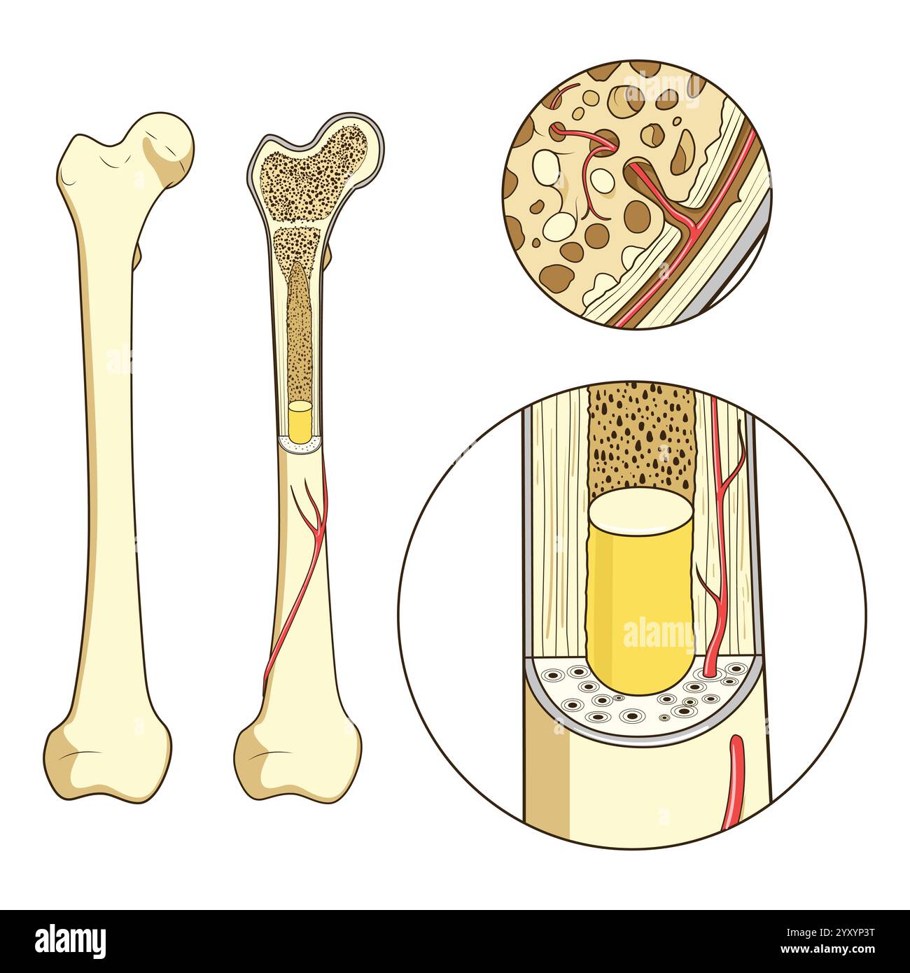 Bone structure medical educational vector Stock Vector Image & Art - Alamy