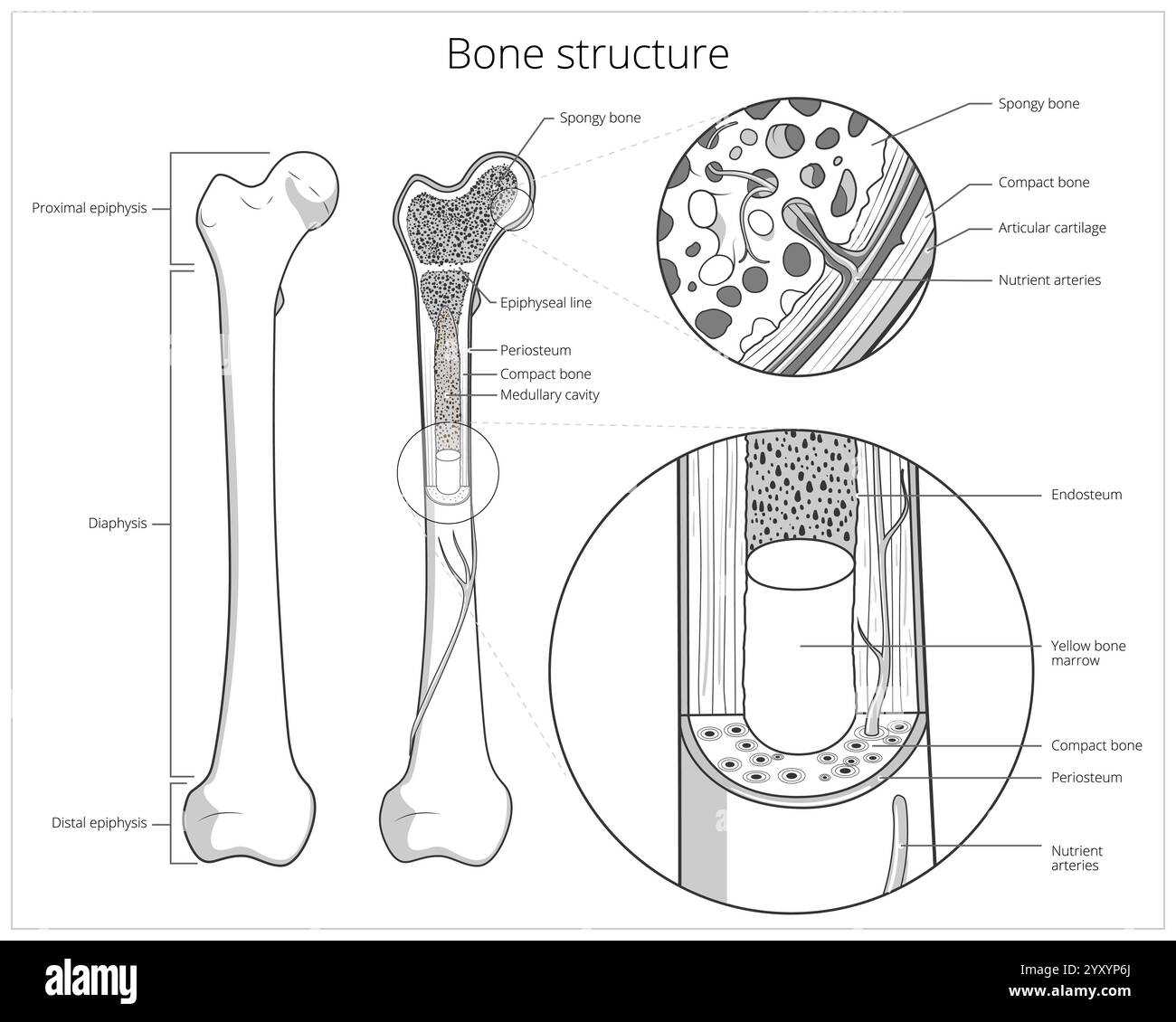 Bone structure analysis hi-res stock photography and images - Alamy